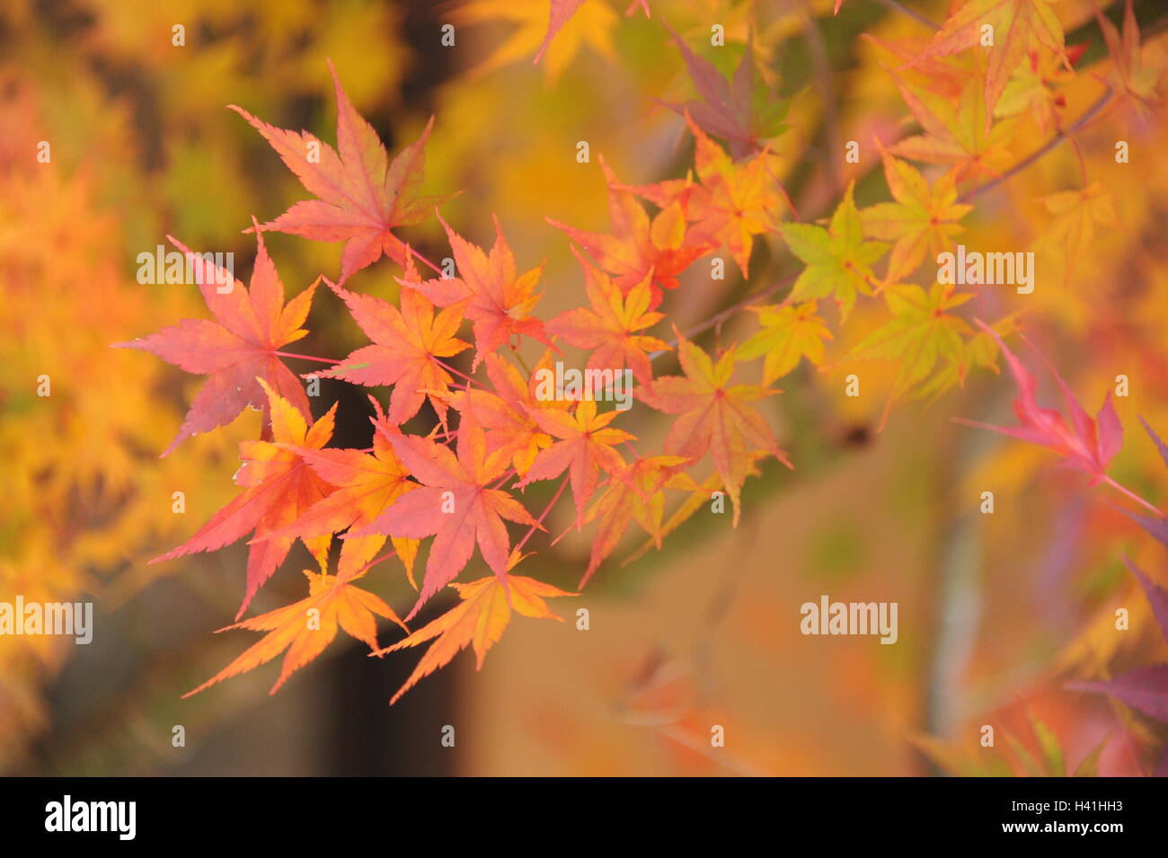 Haruna Shrine Japan Stock Photo - Alamy