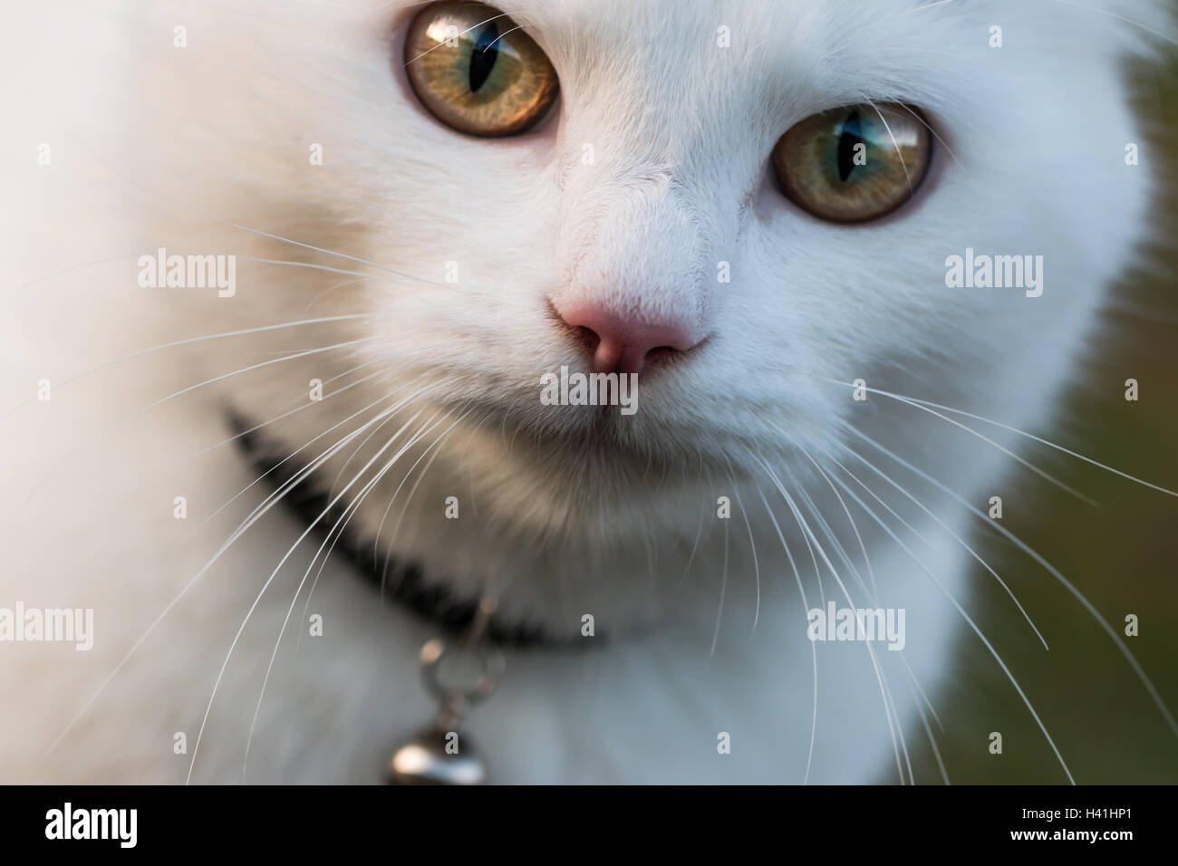 Closeup wild animals hi-res stock photography and images - Alamy