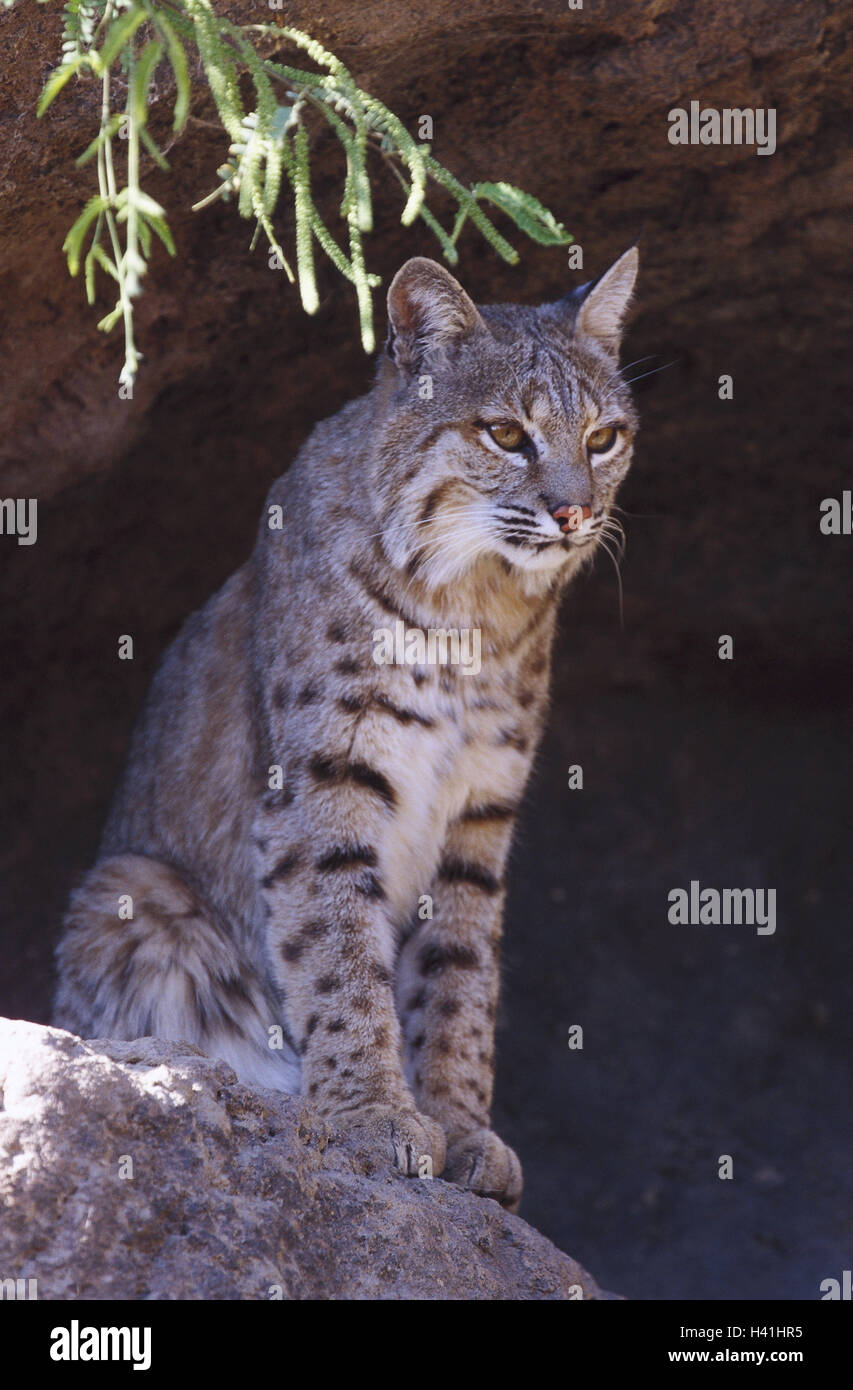 Rock, pit, red lynx, Lynx rufus, watchfulness, animal world, Wildlife ...