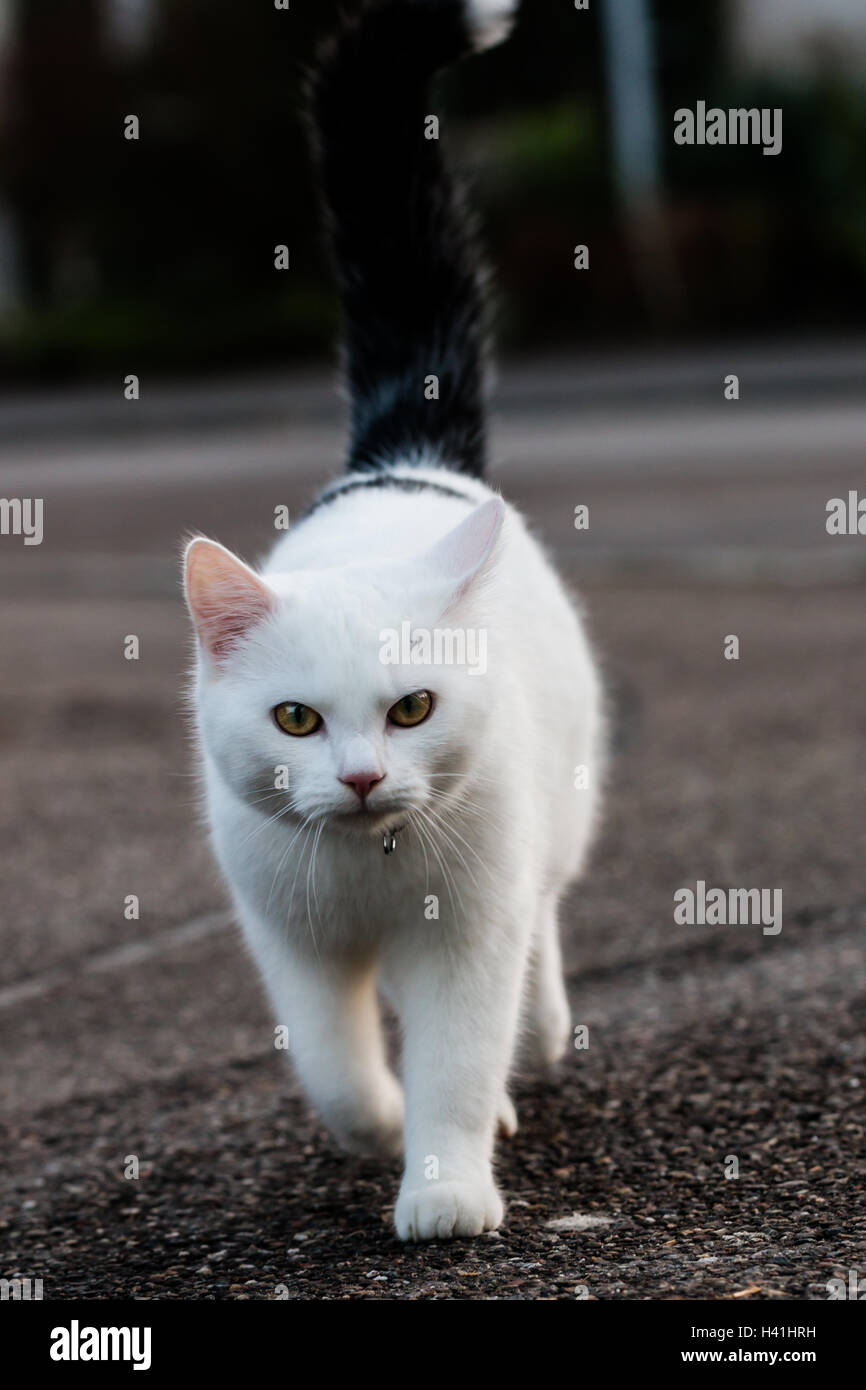 White tomcat with black tail walking on the sidewalk Stock Photo - Alamy