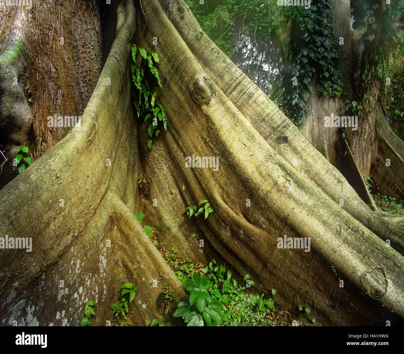 Primeval forest, tree giant, springboard roots, nature, wood ...