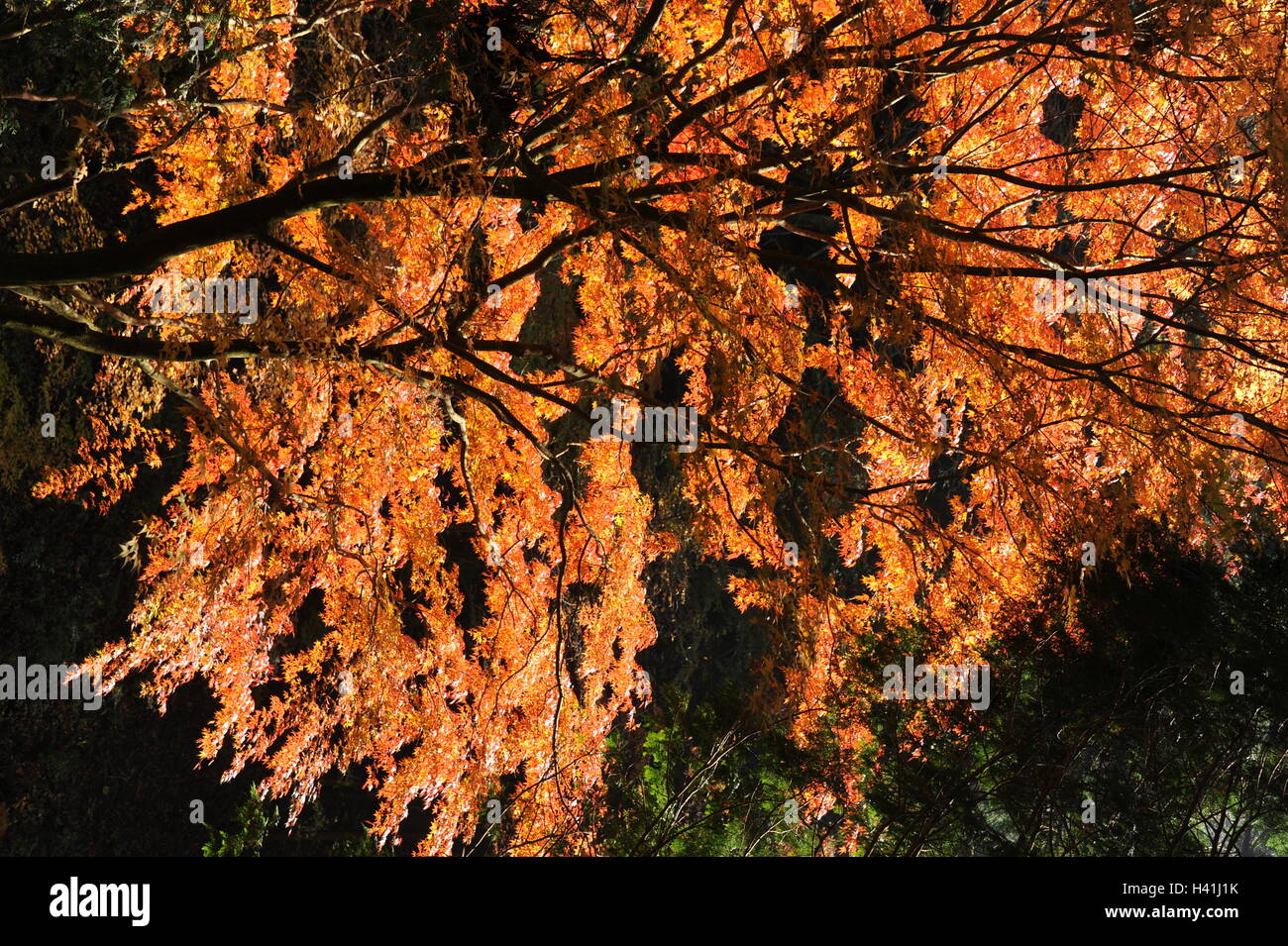 Haruna Shrine Japan Stock Photo - Alamy