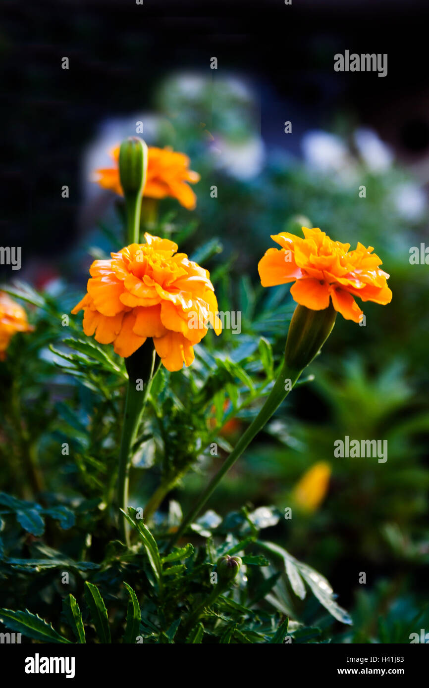 Marigolds (Tagetes erecta, Mexican marigold, Aztec marigold, African ...