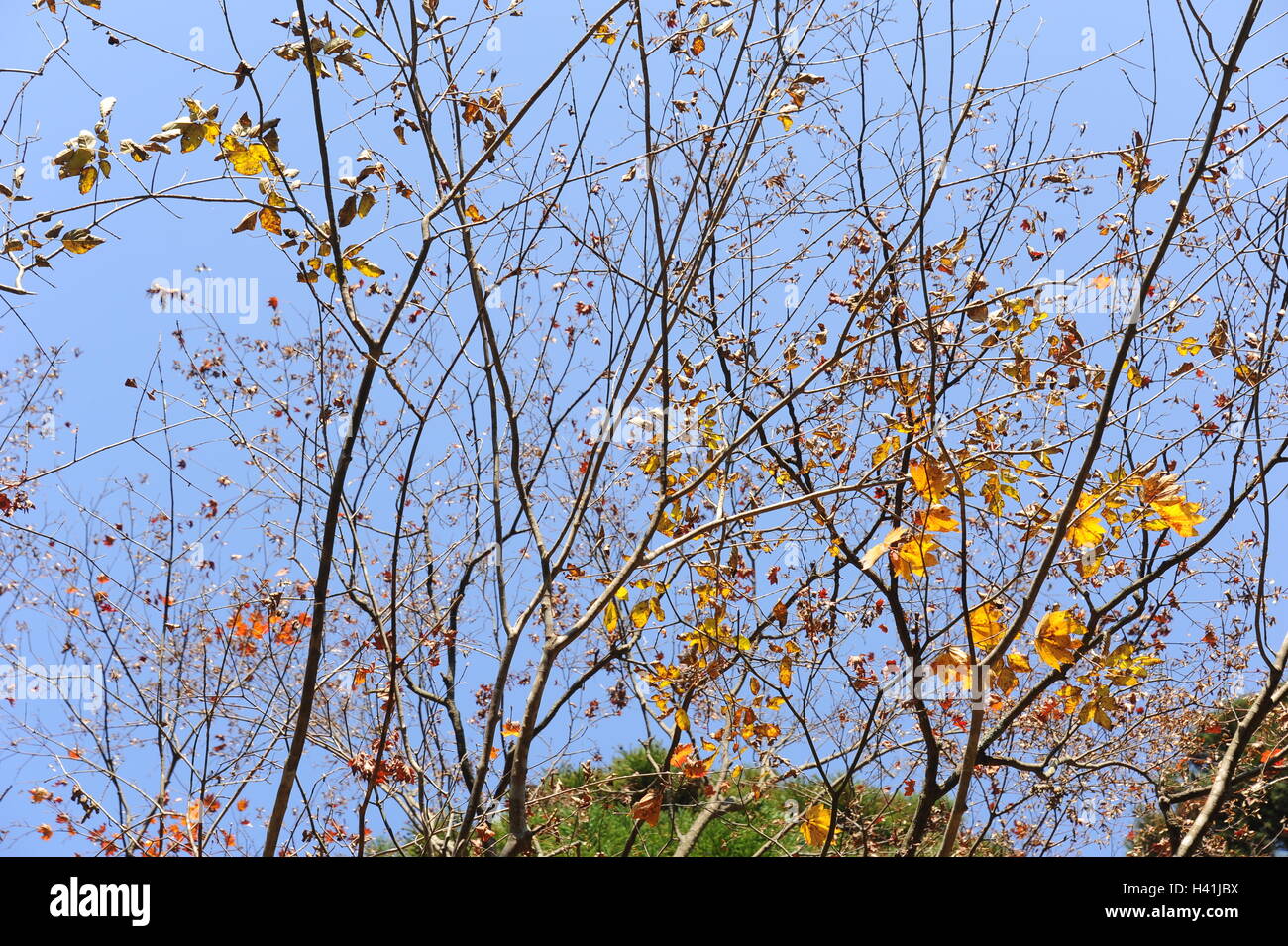 Haruna shrine hi-res stock photography and images - Alamy