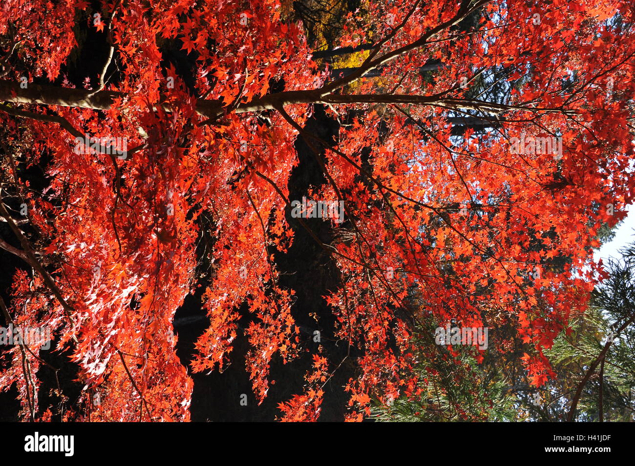 Haruna Shrine Japan Stock Photo - Alamy