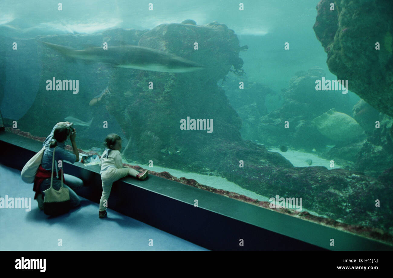 Aquarium, shark, windowpane, visitor, back view, saltwater aquarium ...