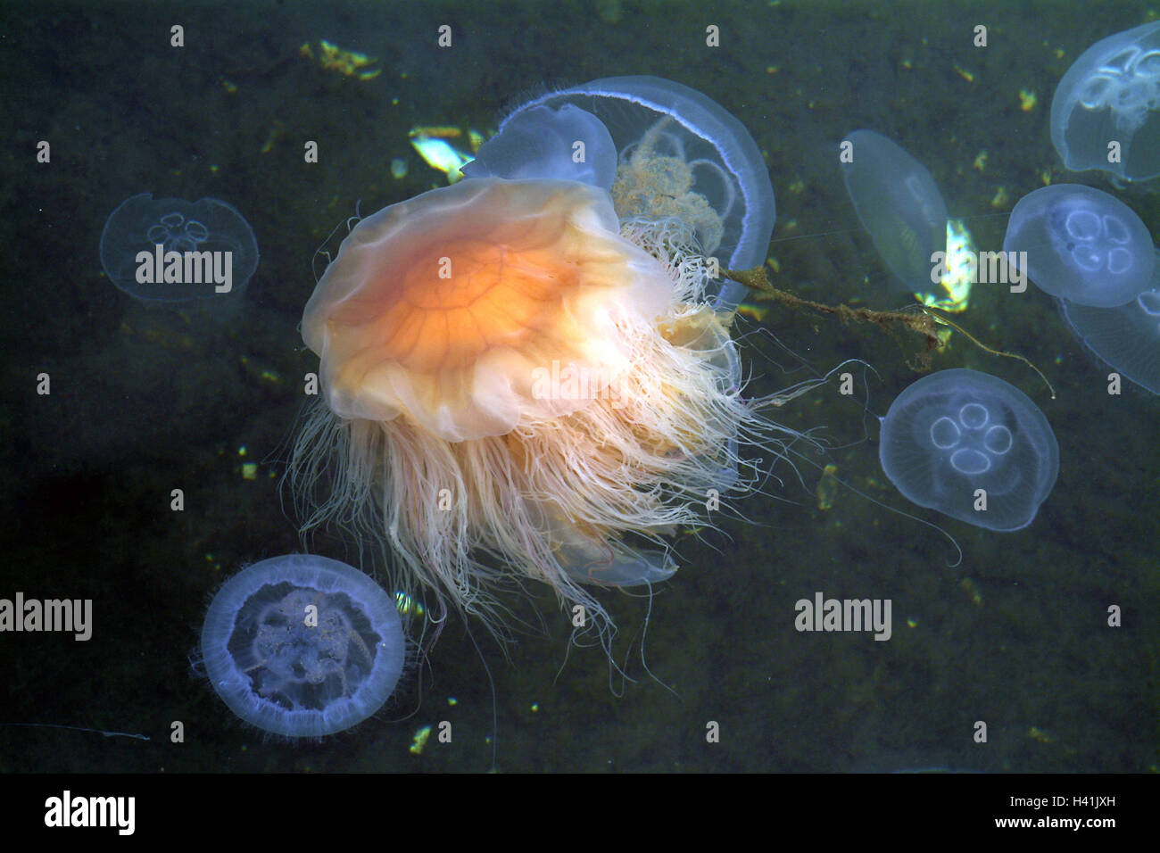 Fire jellyfishes hi-res stock photography and images - Alamy