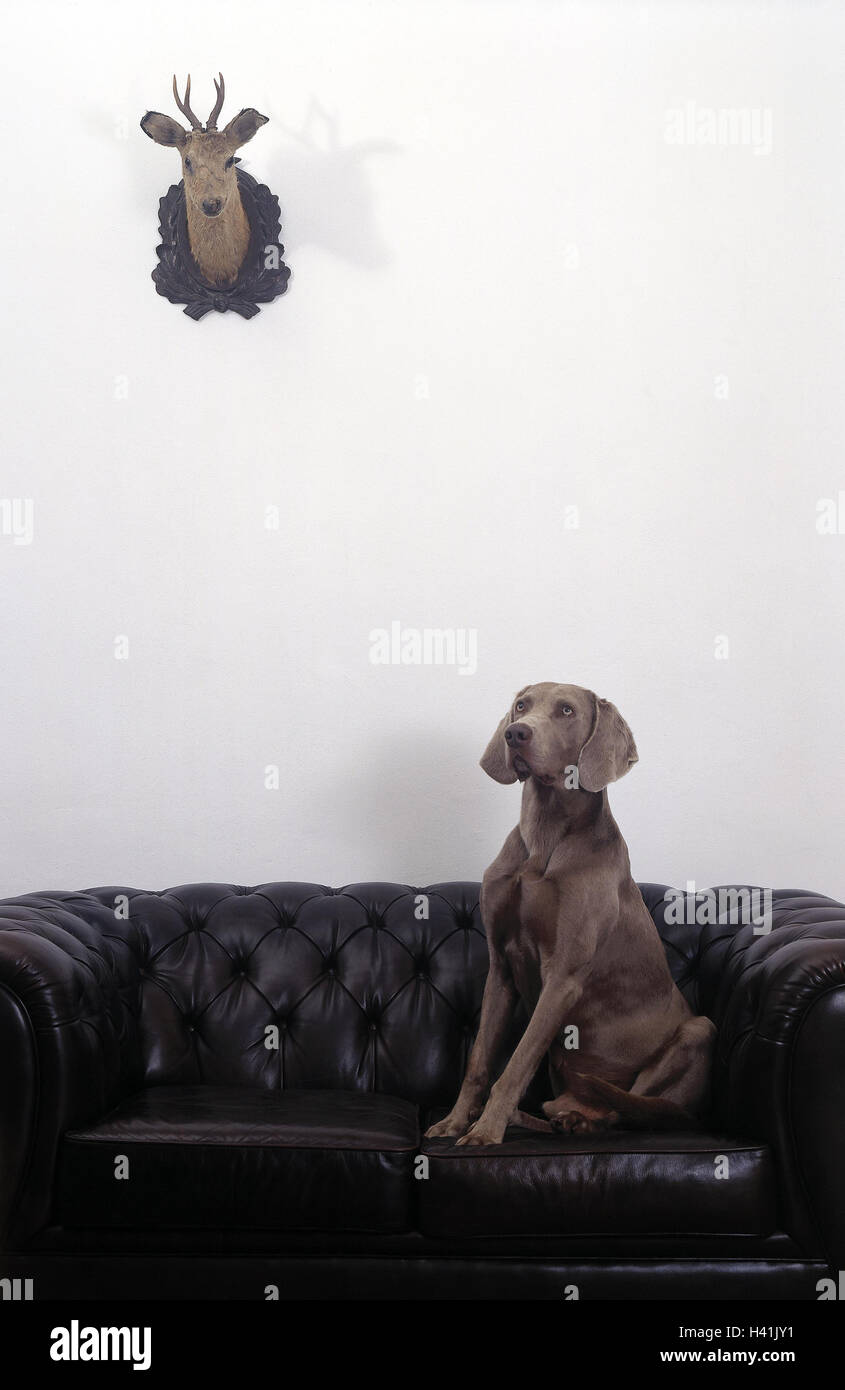 Sofa, hound, wall, hunting trophy, dog, Weimaraner, pet, sit, trophy ...