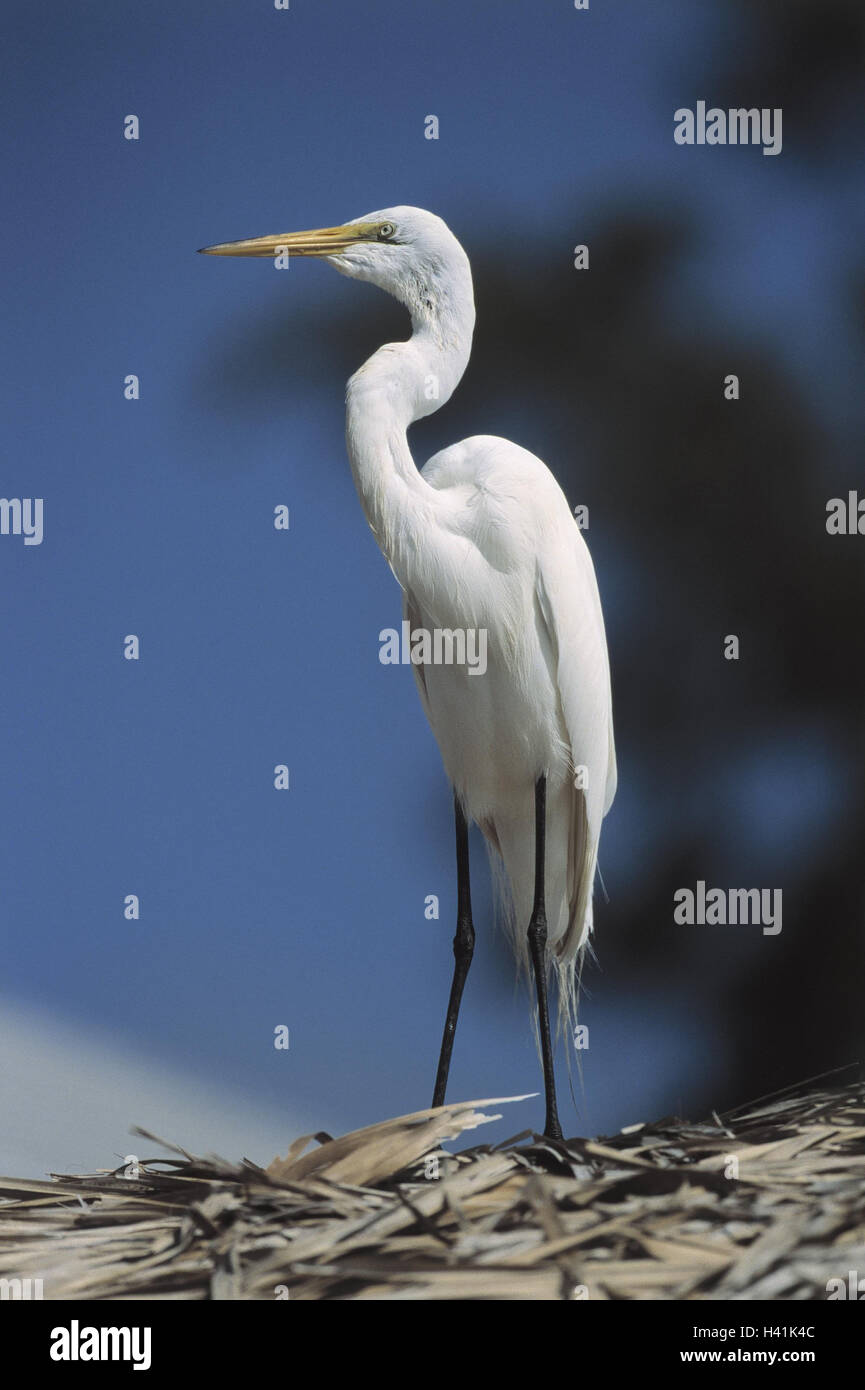Egret, Casmerodius albus, birds, bird, wild animals, wild animal ...