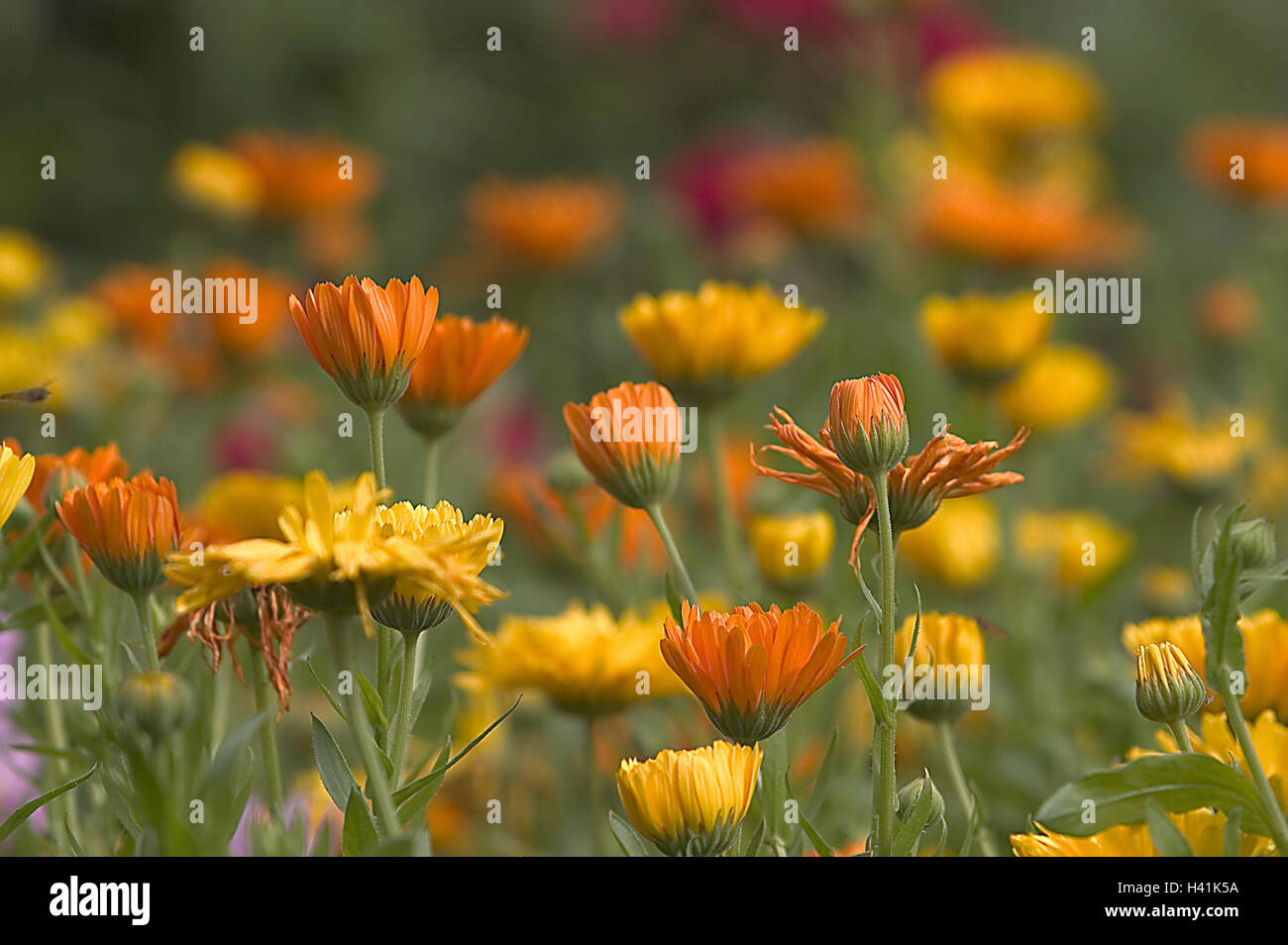Flower meadow, marigolds, Calendula officinalis, blossoms, yellow ...