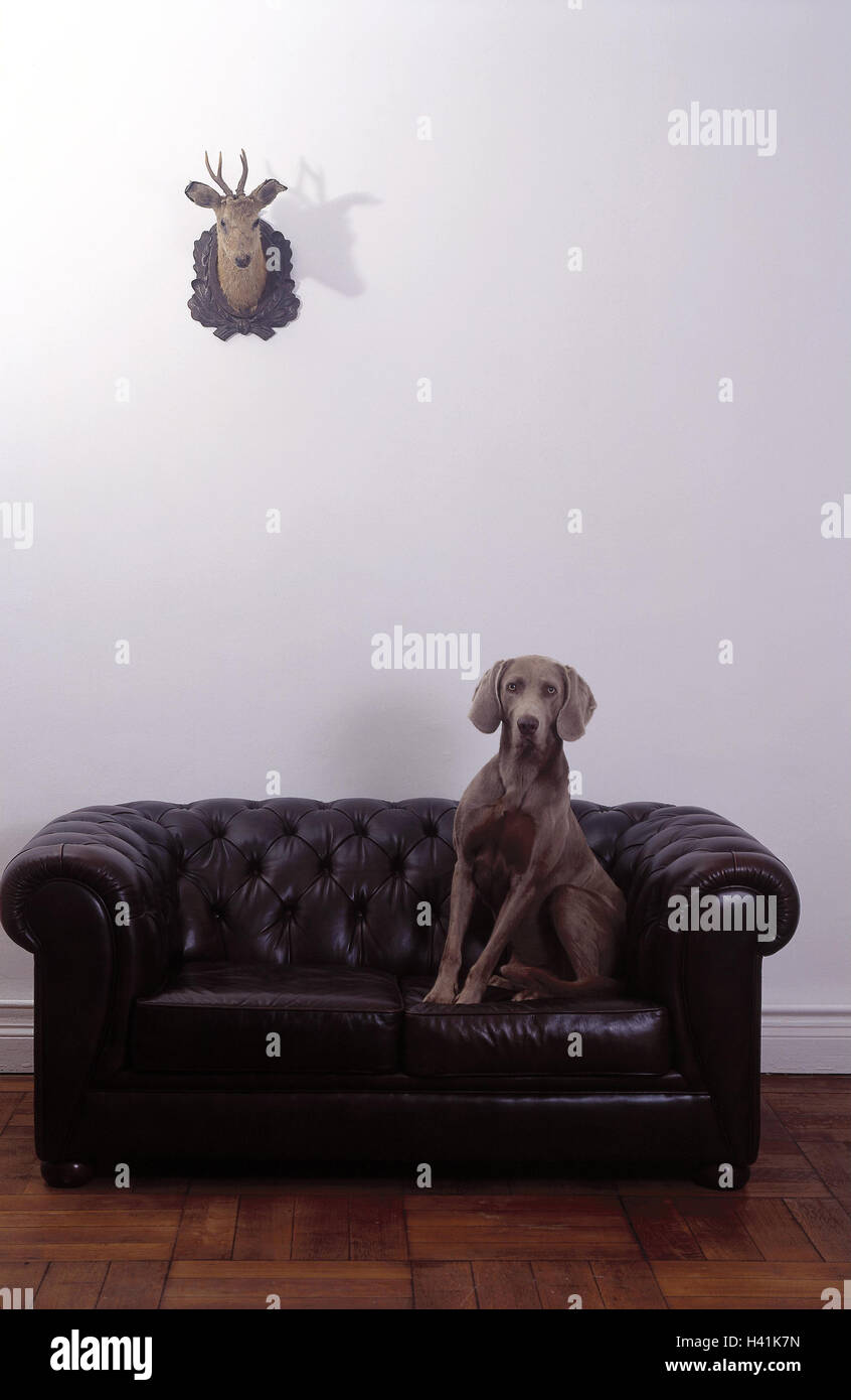 Sofa, hound, wall, hunting trophy, dog, Weimaraner, pet, sit, trophy ...