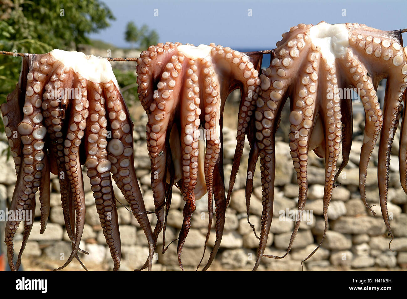 Greece, island Rhodes, clothesline, cuttlefishes, dry, Europe ...