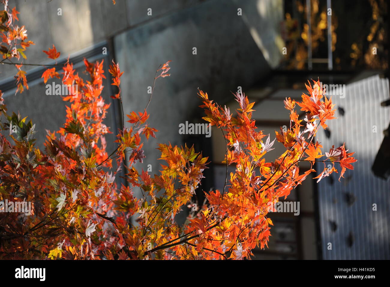 Haruna Shrine Japan Stock Photo - Alamy