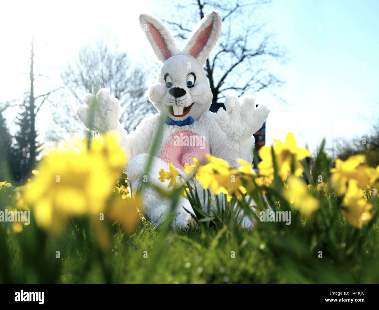 Meadow, Easter bunny, sit, wave, portrait, blur flower meadow, flowers ...