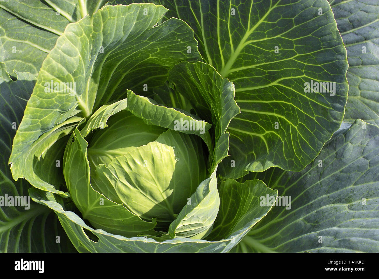 Cabbage, cabbage, Brassica oleracea, Kohl, leaves, leaf veins, green ...