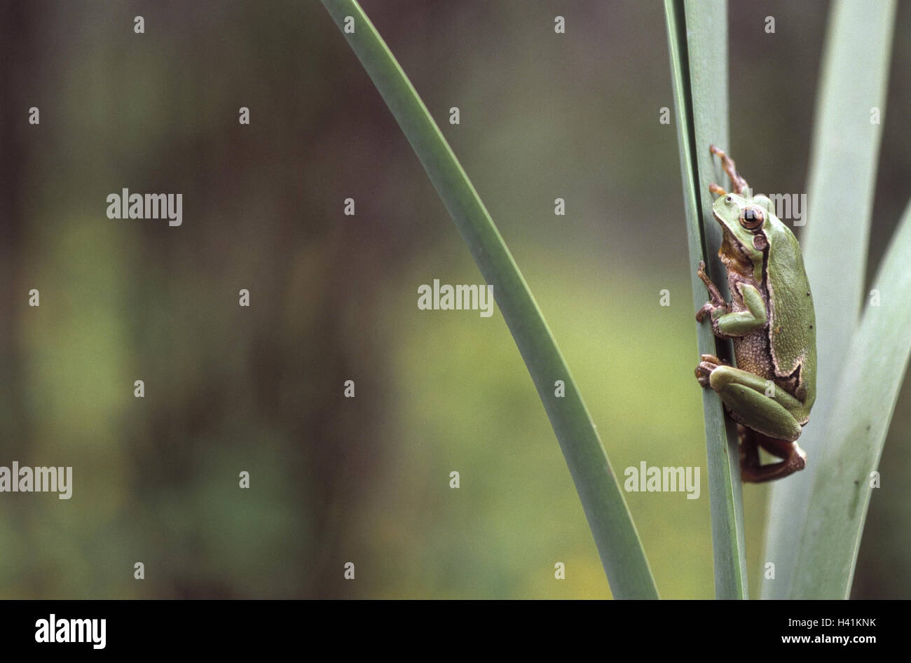 Blades grass, foliage frog, Hyla arborea, Hungary, Körös-Maros national ...