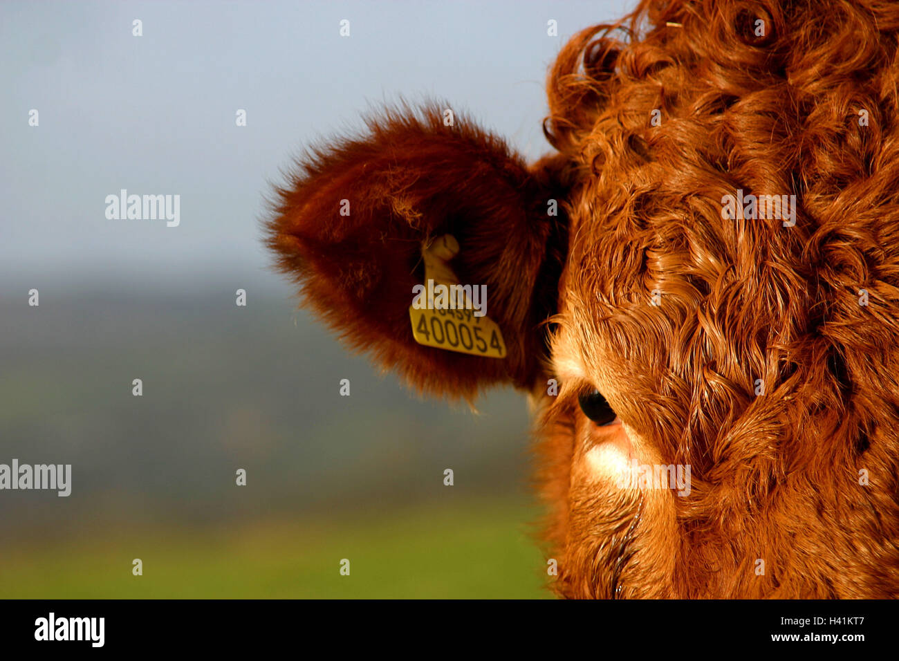 Cow, portrait, curled animal, animals, mammals, mammal, cattles, tree ...