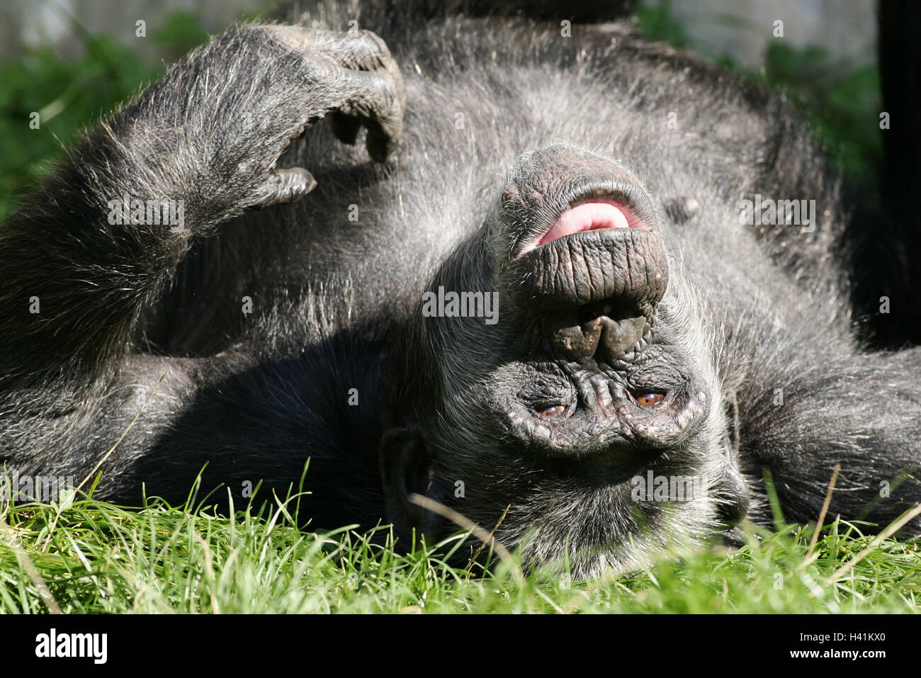 Zoo, meadow, chimpanzee, Pan, troglodytes, lie, play back, view camera ...