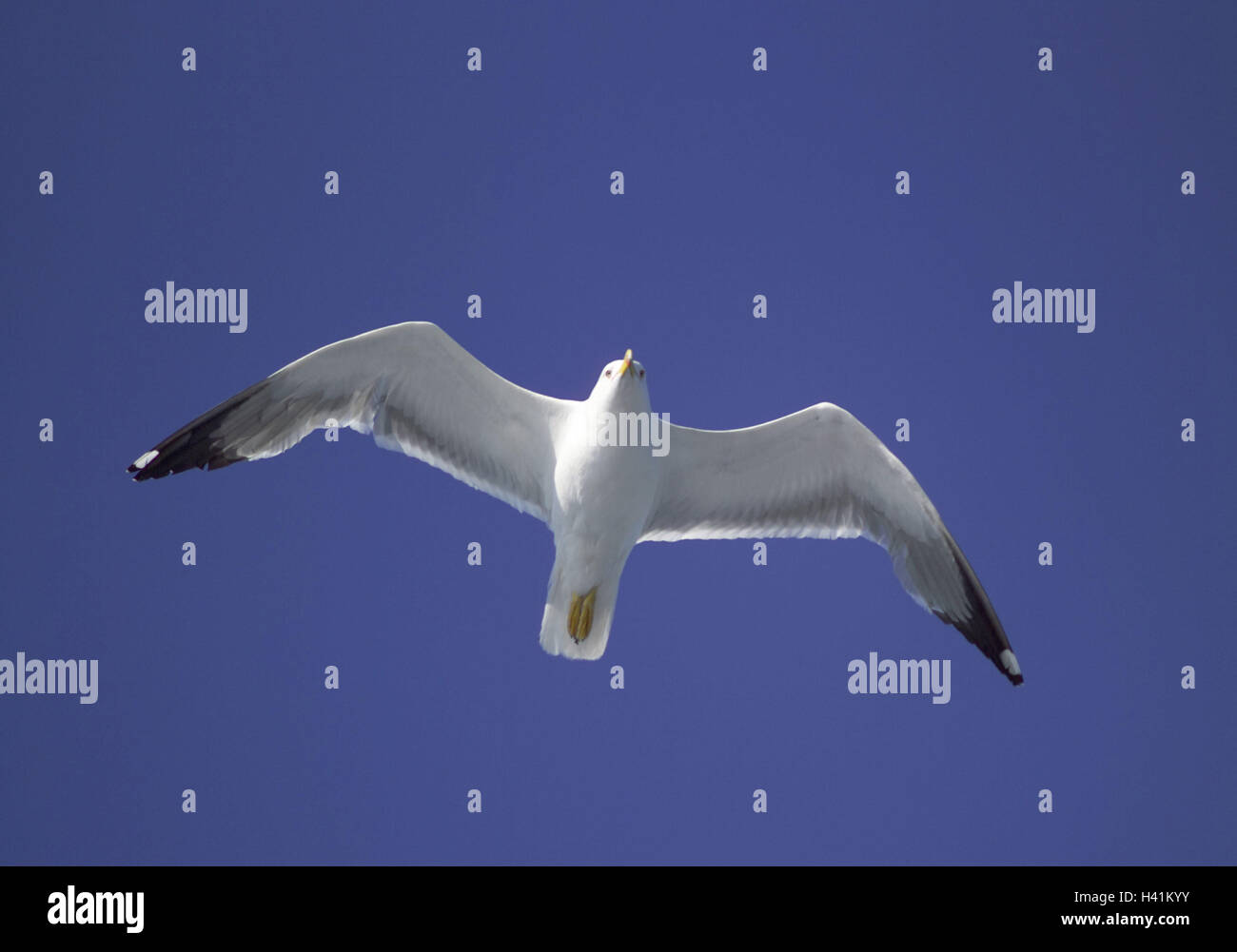 Silver gull, Larus argentatus, flight, from below, animals, animal ...