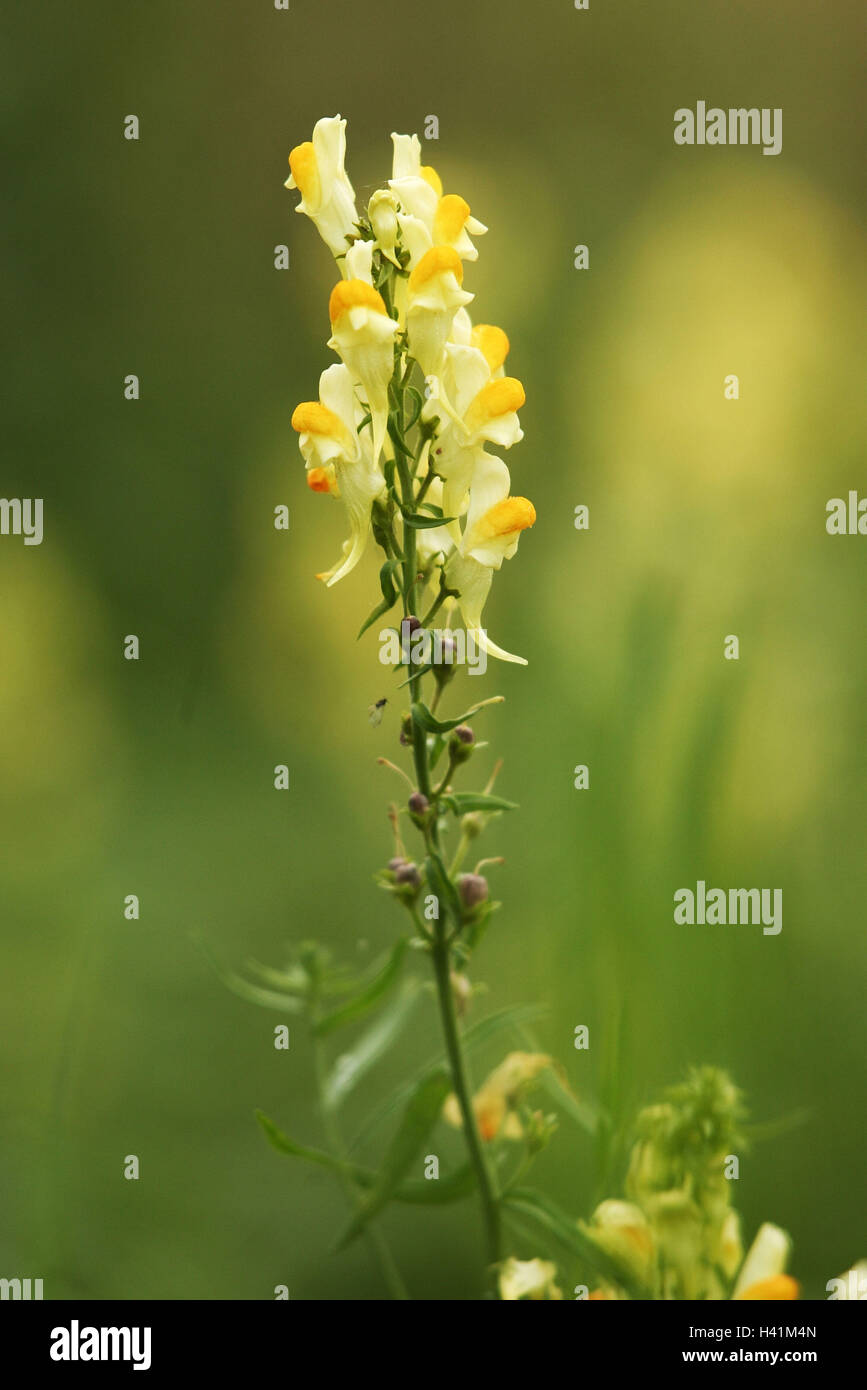 Usual plants hi-res stock photography and images - Alamy