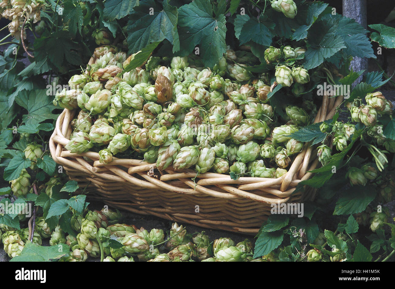 Common hop, Humulus lupulus, basket, fruit plug, nature, botany, garden ...