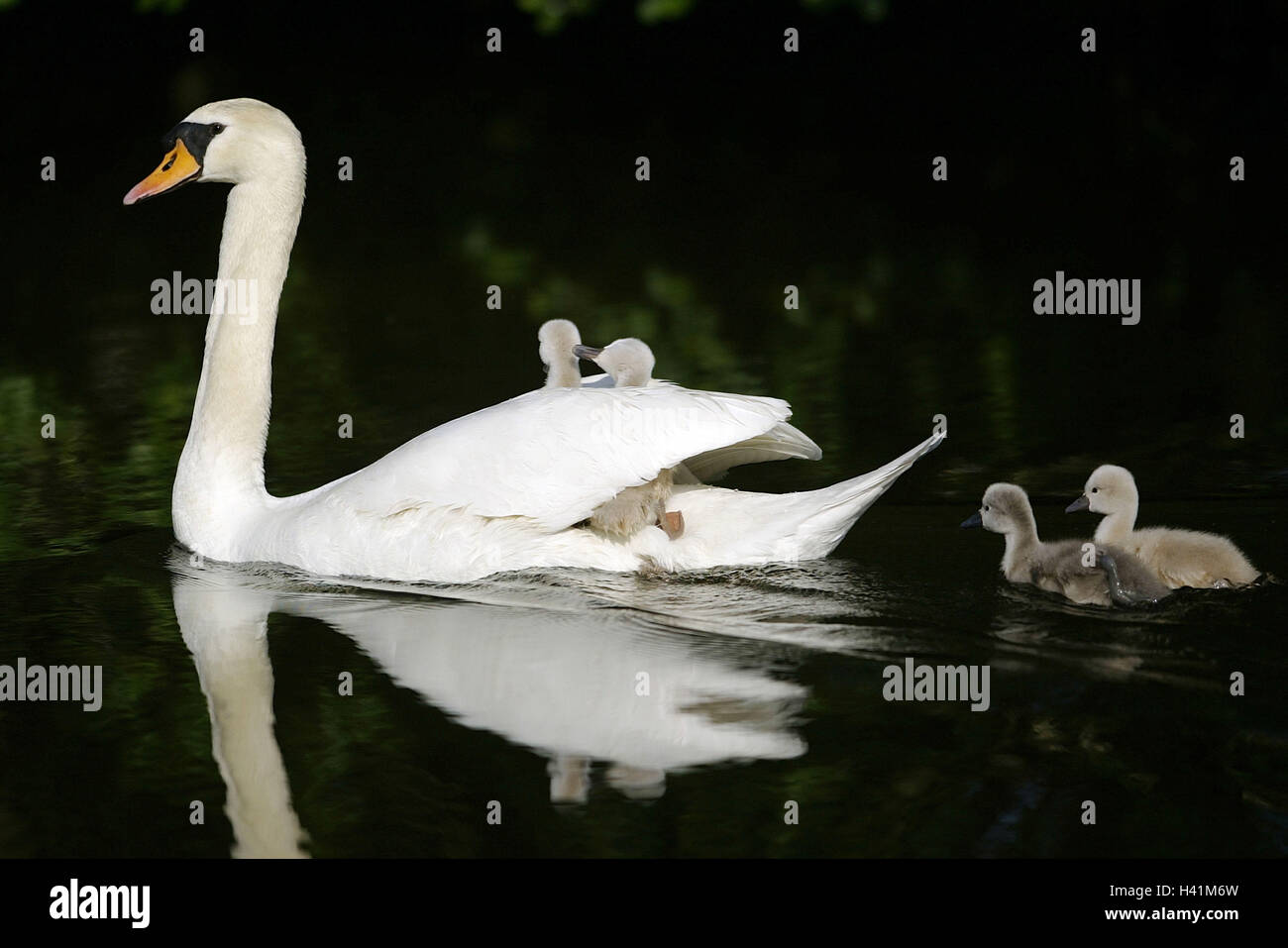 Lakes, hump swans, Cygnus olor, mother animal, young animals, waters ...