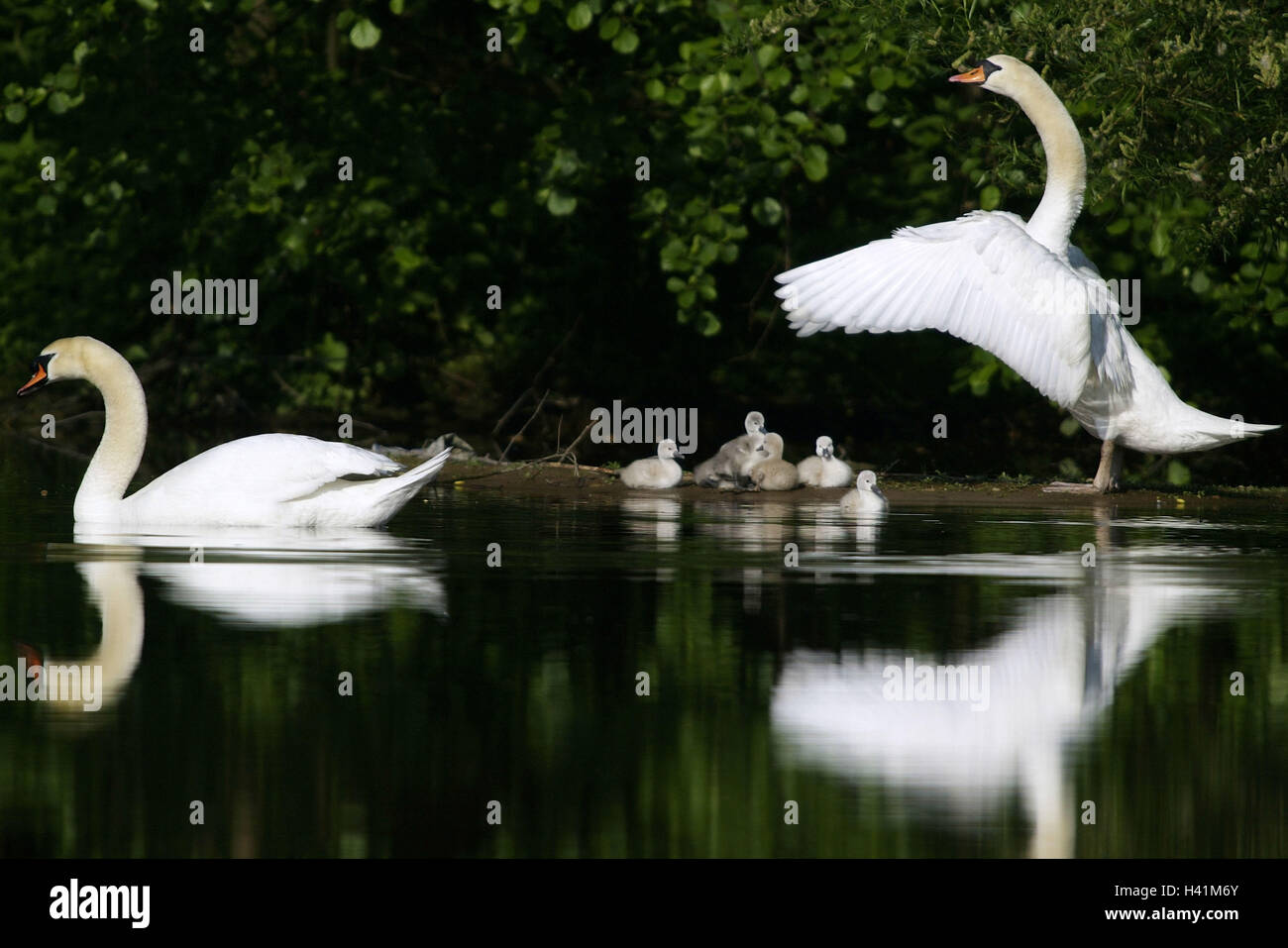Lake, hump swans, Cygnus olor, mother animal, young animals, water ...