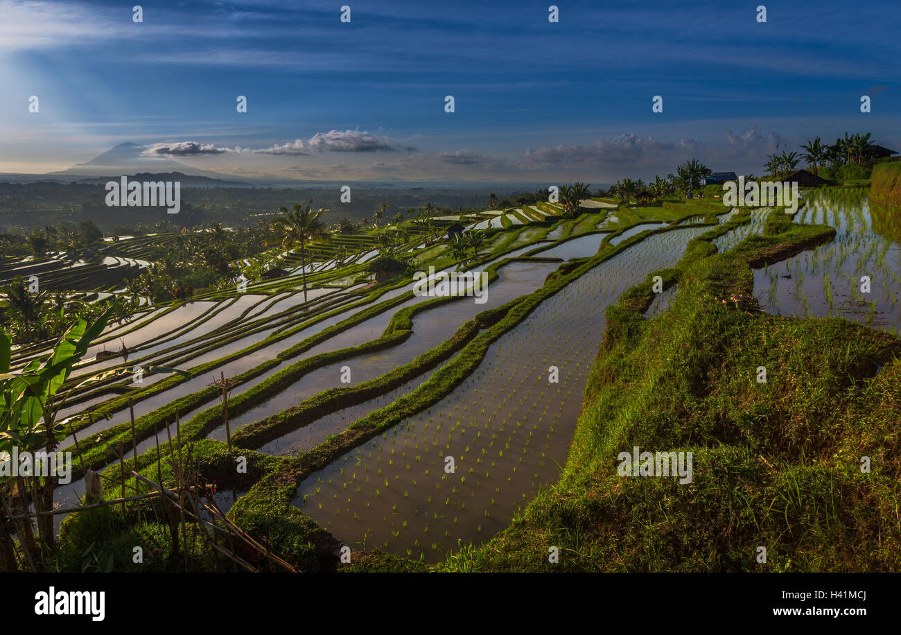 Terraced rice fields, Jatiluwih, Bali, Indonesia Stock Photo - Alamy