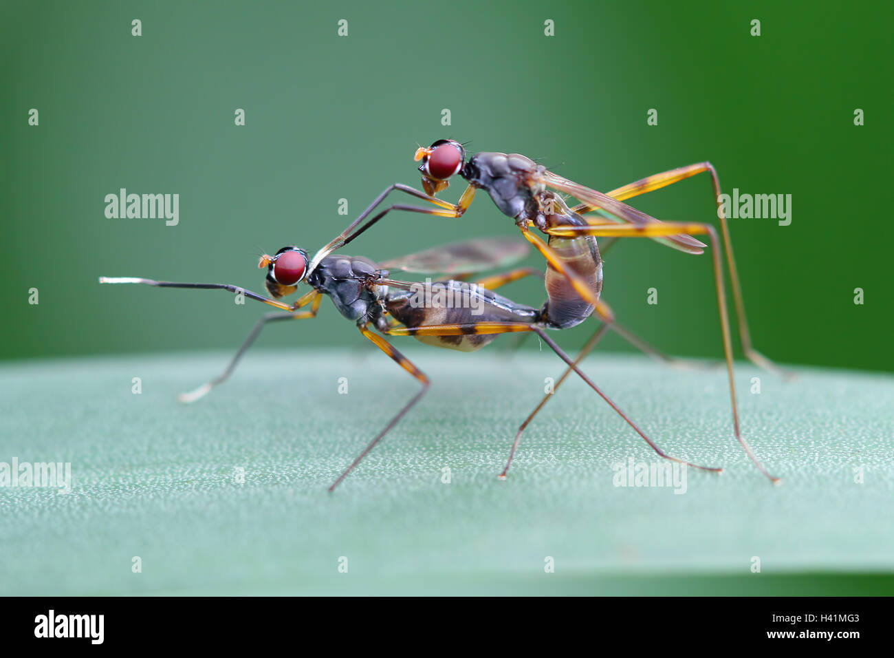 Close-up of two insects, Indonesia Stock Photo - Alamy