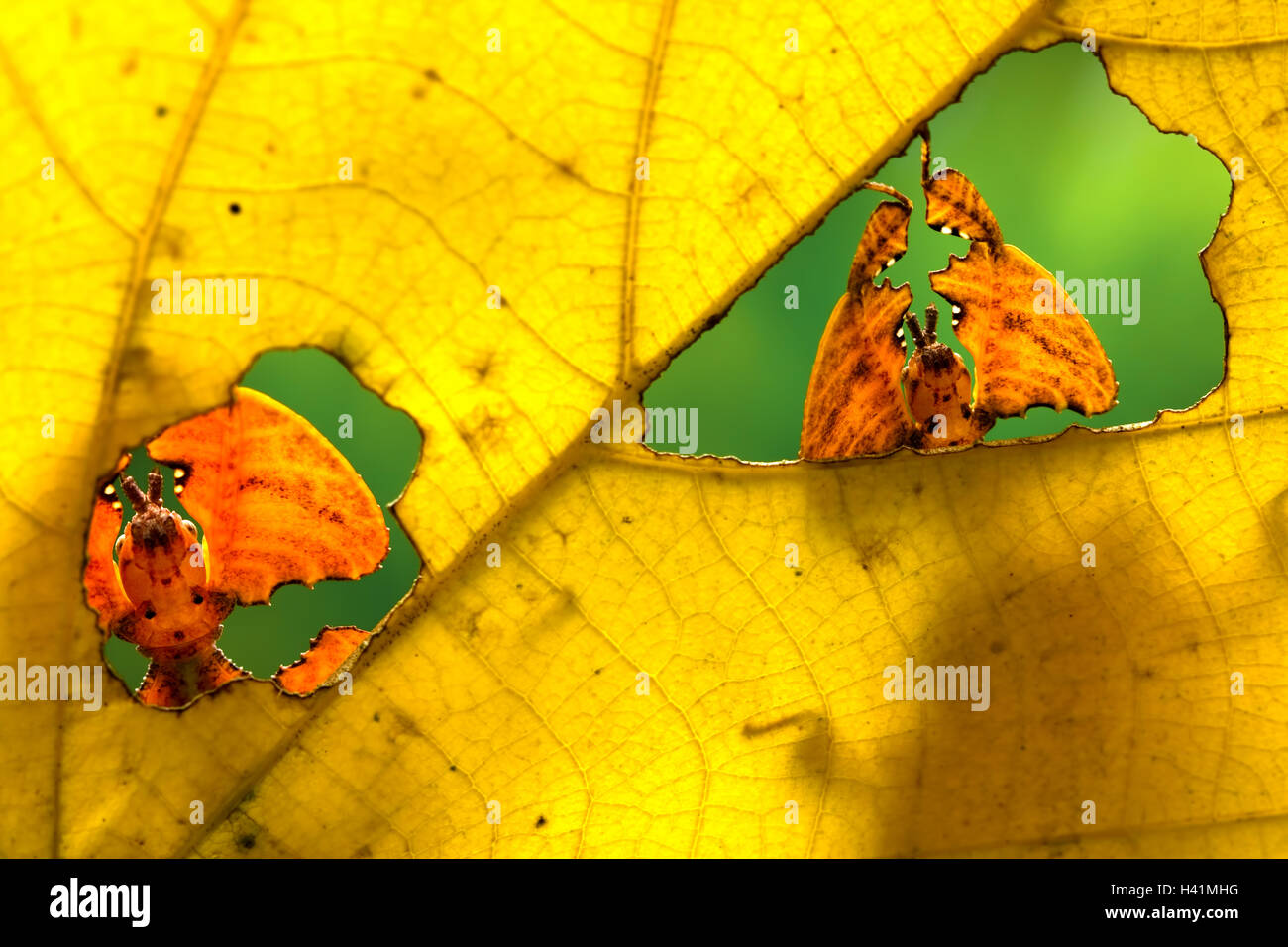 Indonesia insects hi-res stock photography and images - Alamy