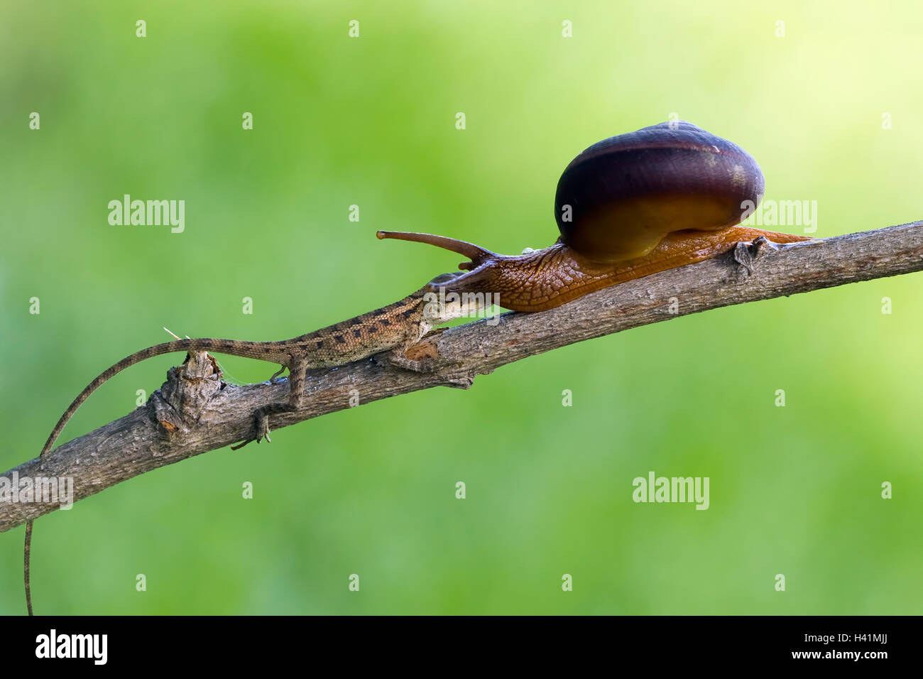 Snail and lizard on a branch, Indonesia Stock Photo - Alamy
