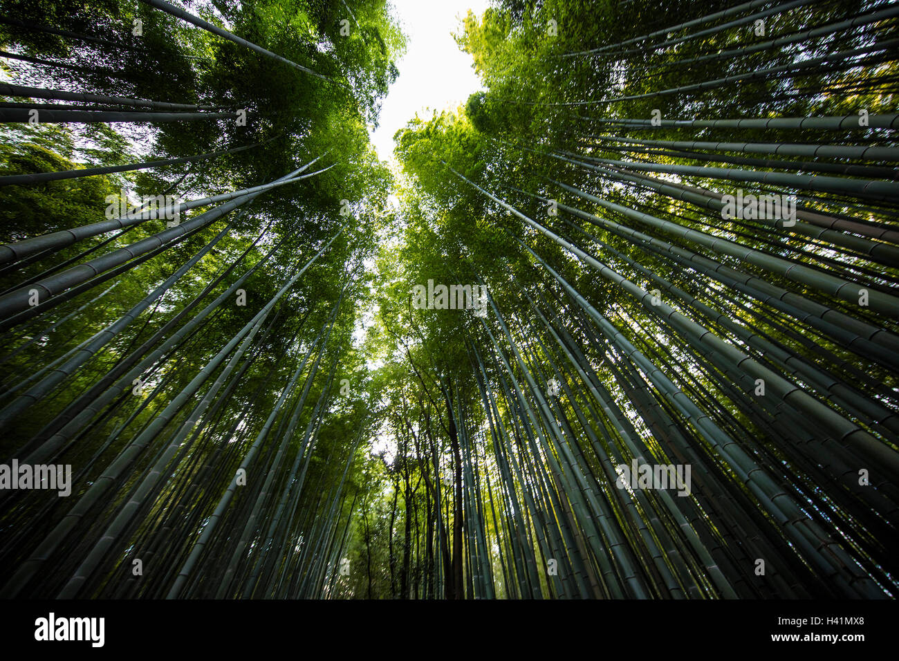 Bamboo Forest, Japan Stock Photo - Alamy