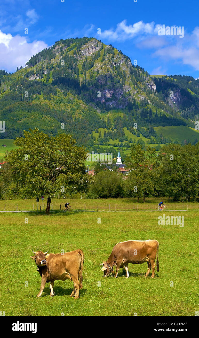 Cattles track hi-res stock photography and images - Alamy