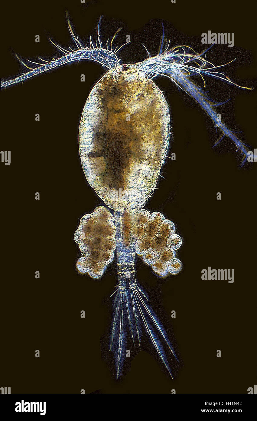 Cyclops Under Microscope