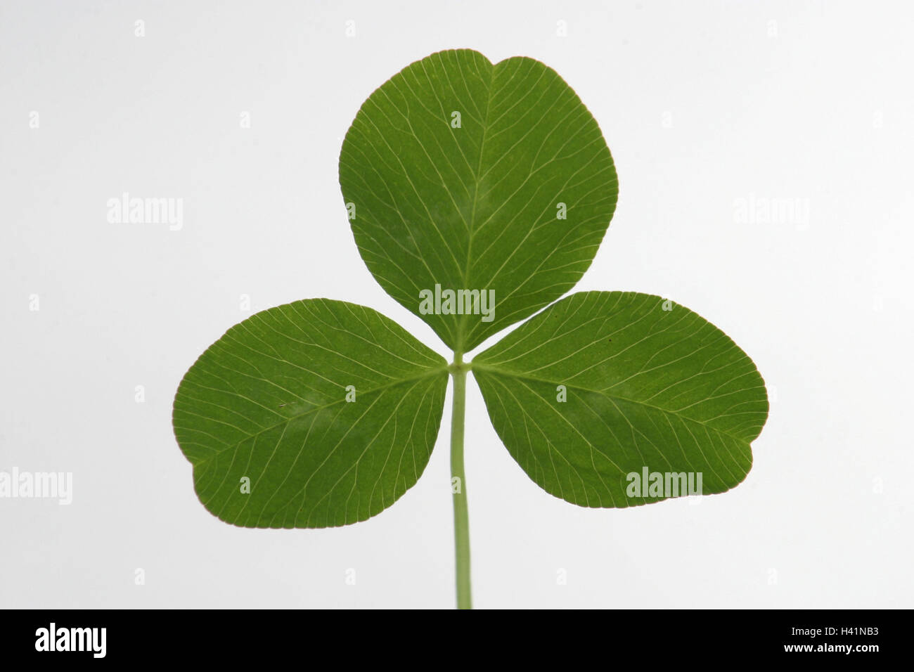 Trifolium spec hi-res stock photography and images - Alamy