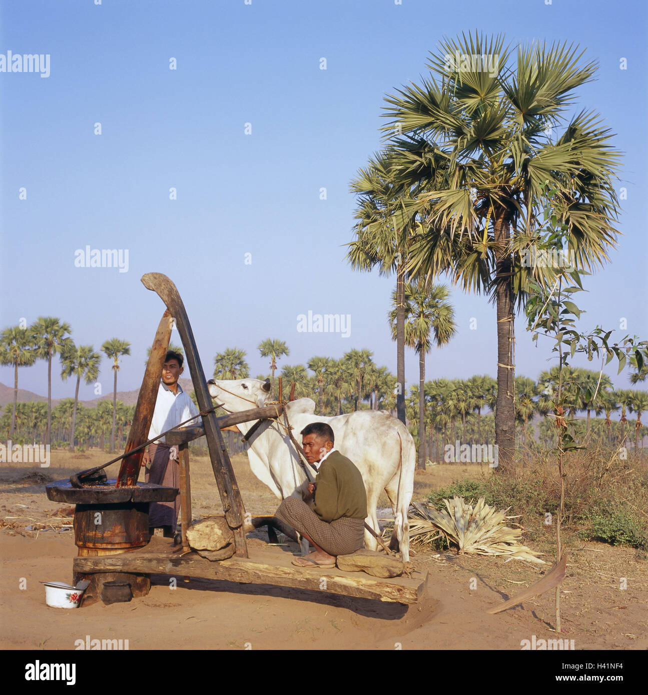 Myanmar, close Bagan, man, tree bark, production, peanut oil, no model ...