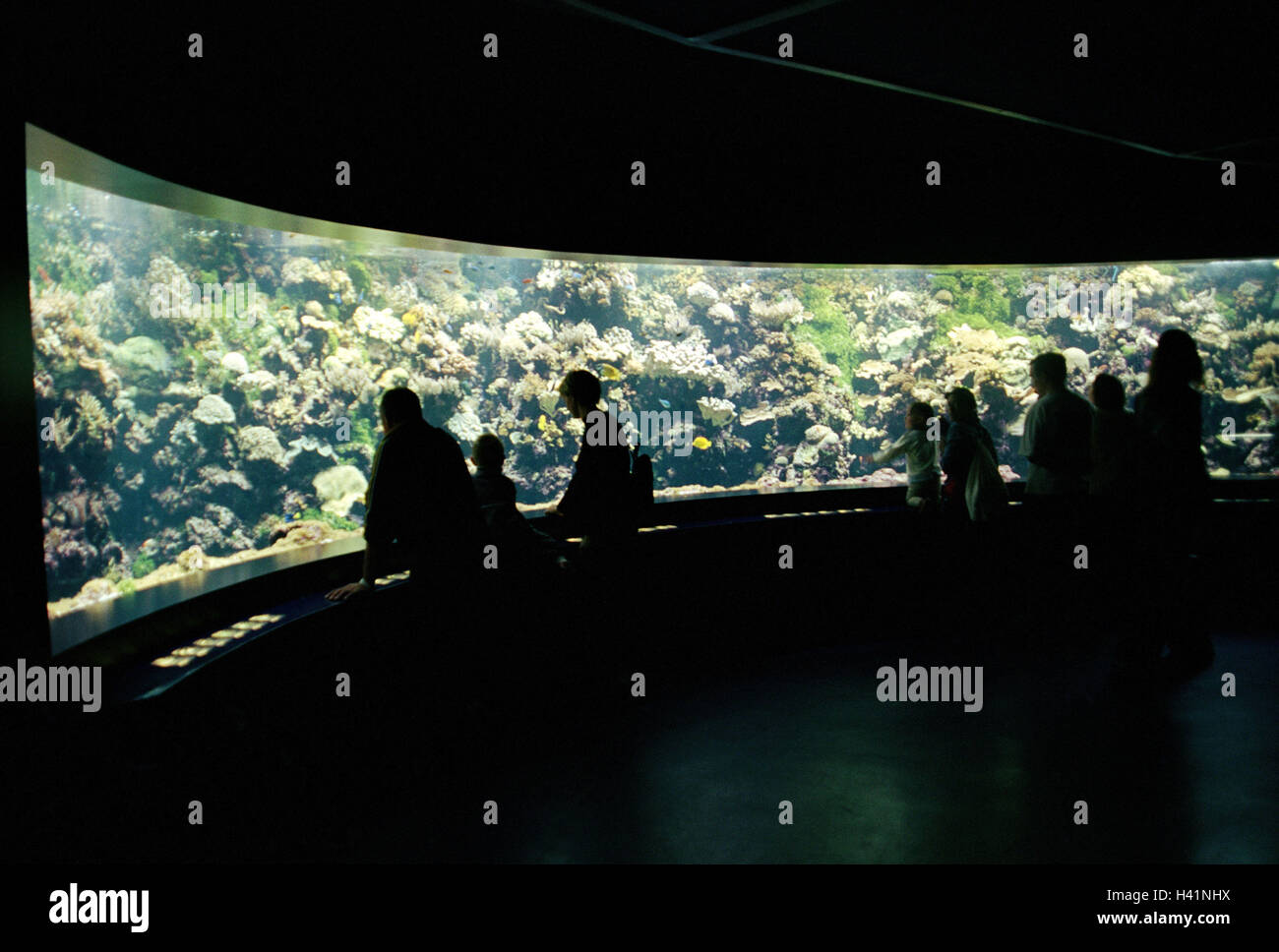 Aquarium, windowpane, visitor, back view, saltwater aquarium, sea water ...