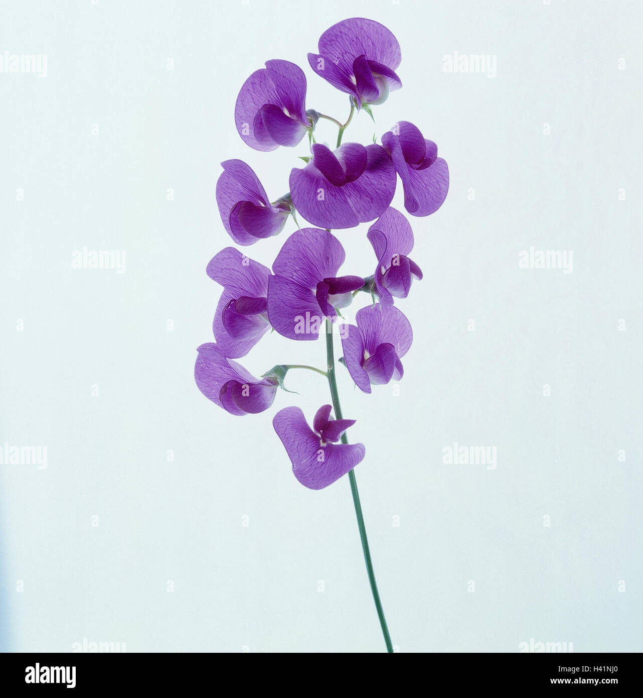 Wicke High Resolution Stock Photography and Images - Alamy