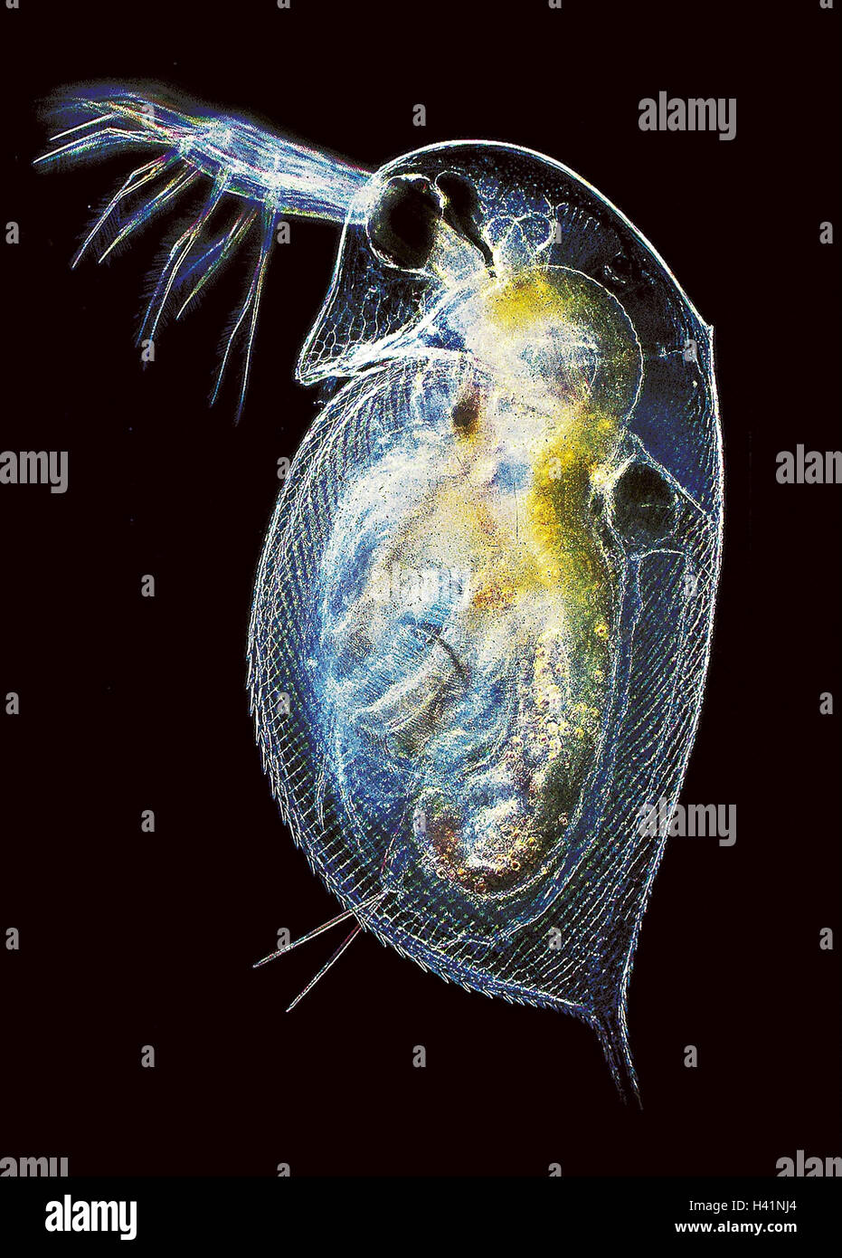 Microscope recording, long spike-Wasserfloh, Daphnia, longispina ...