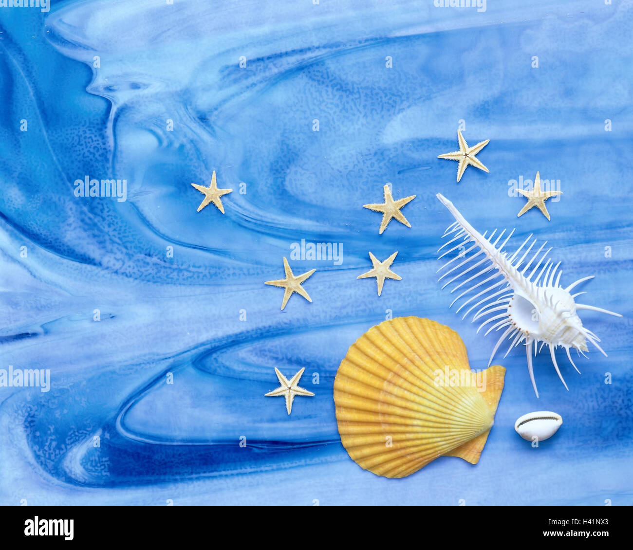 Jacobsmuschel, starfishes, Venus neck, sea animals, sea animal, mussel ...