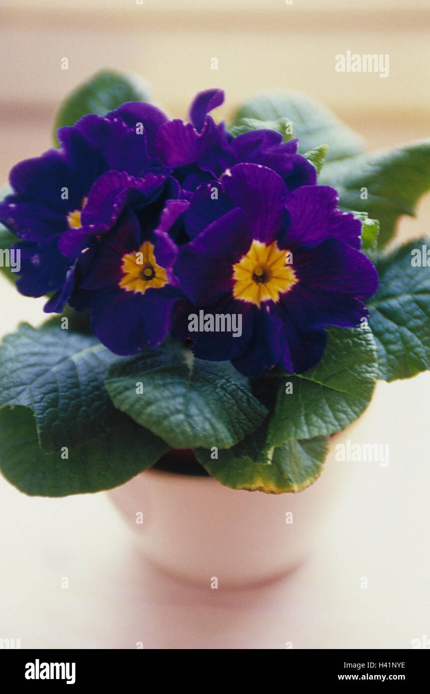 Flowerpot, primrose, Primula vulgaris hybrid plants, plant, flowers ...