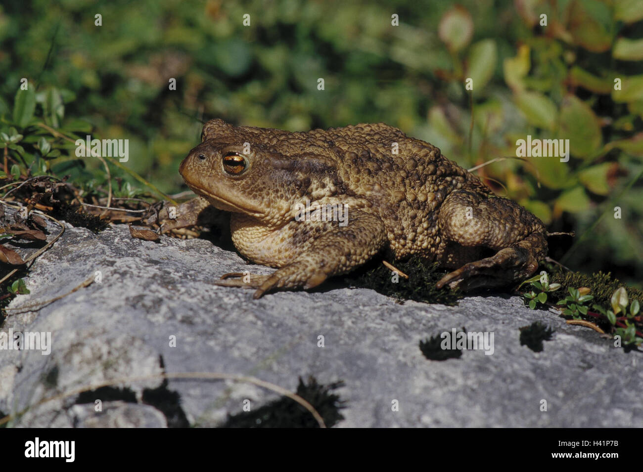 Stone, earth toad, Bufo bufo, mountains, bile, animals, animal ...