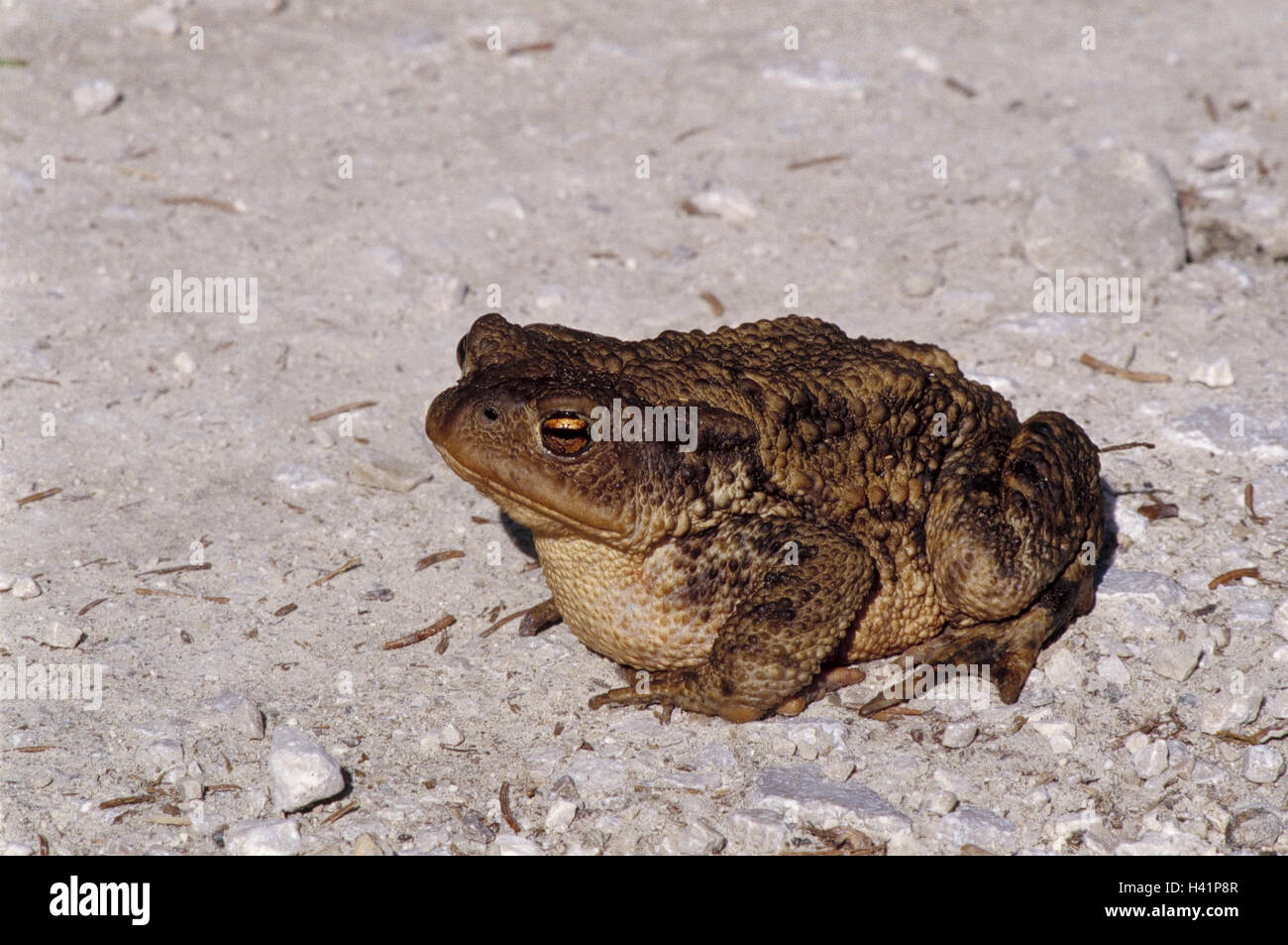 Gravel way, earth toad, Bufo bufo, footpath, bile, animals, animal, Amphibians, Amphibian ...