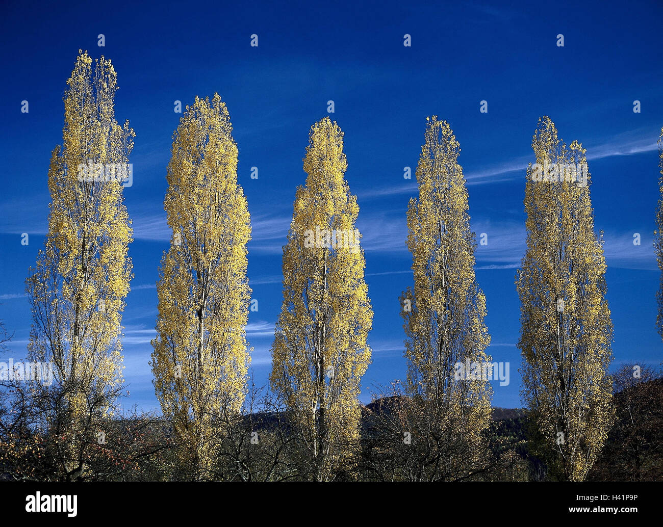 Germany, Balingen, poplars, Populus nigra, autumn, Europe, Baden ...