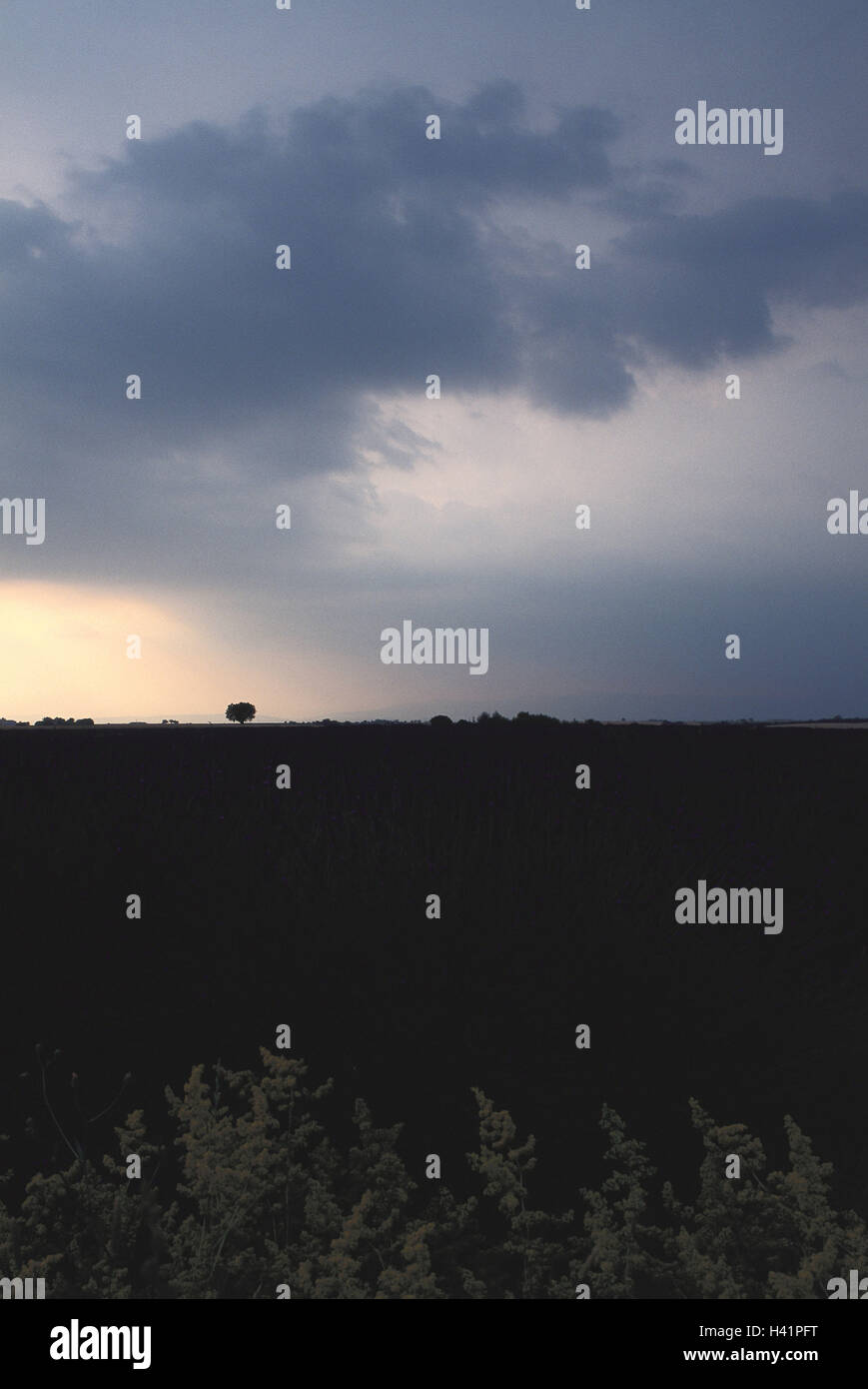 Field scenery, silhouette, solitaire tree, beautyful clouds scenery ...