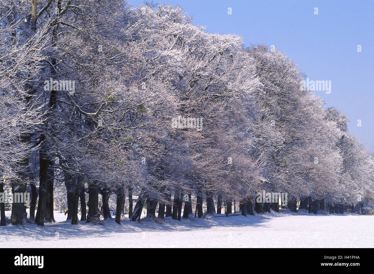 Edge town, tree series, winter meadow, field margin, trees, broad ...