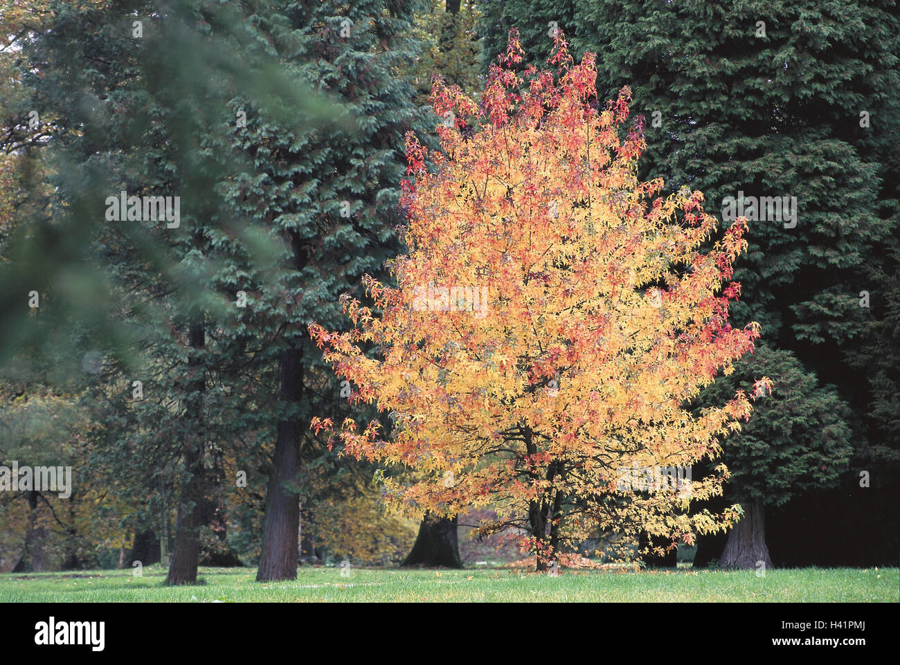 Edge the forest, conifers, broad-leaved tree, autumn wood, plants ...