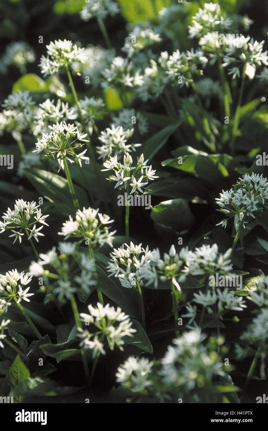 Ramson, Allium ursinum plants, wild garlic, leek kind, forest garlic ...