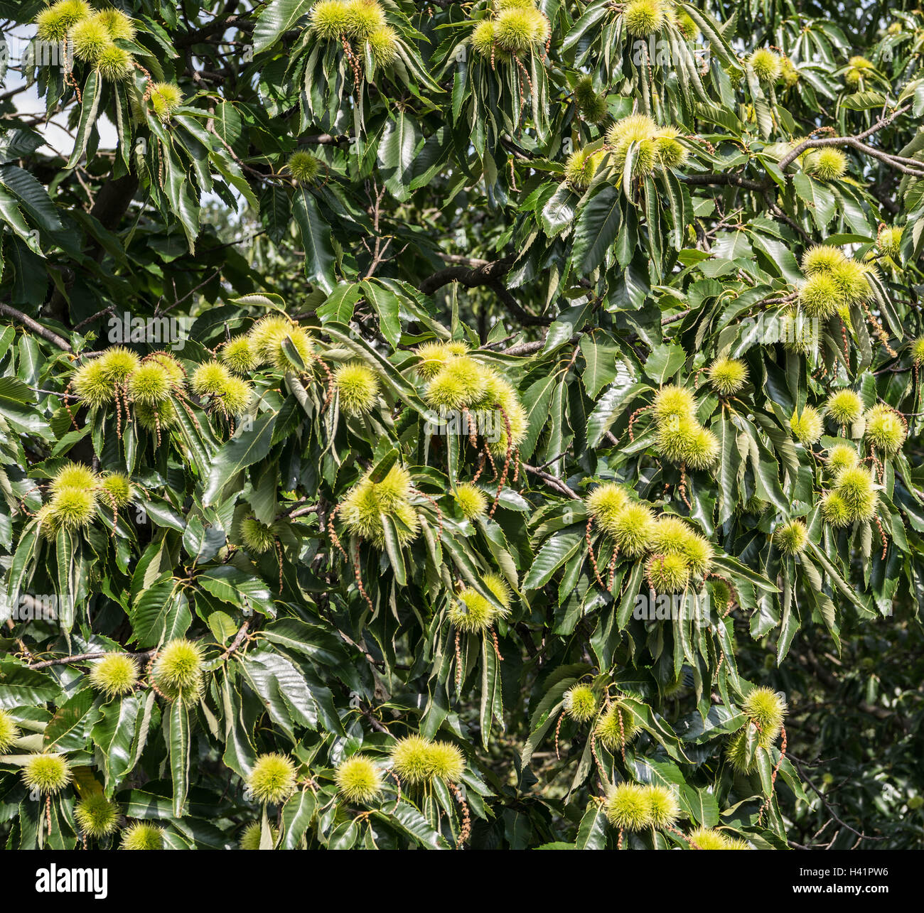 Immature fruits on a sweet chestnut tree Stock Photo - Alamy