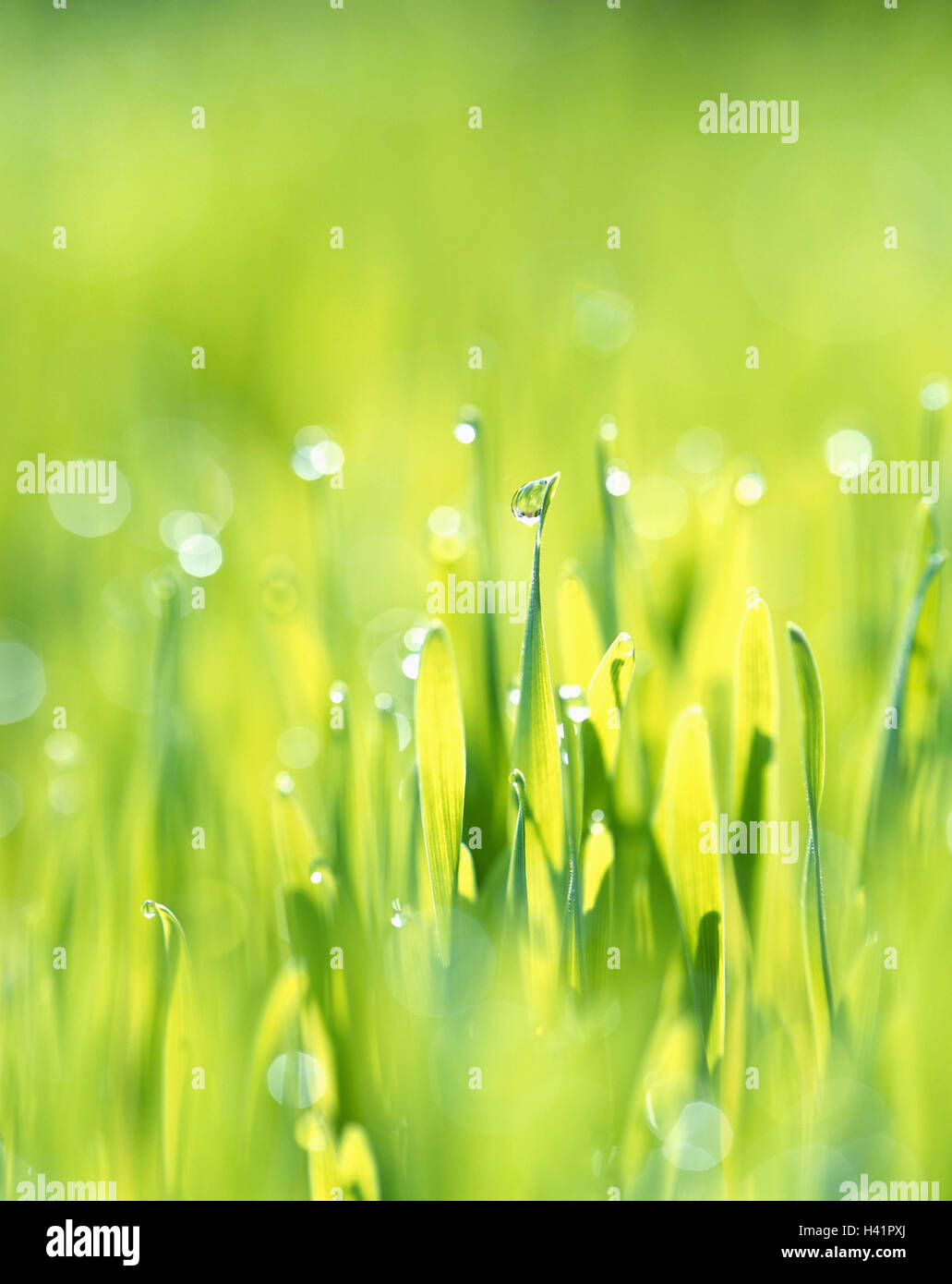 Wheat grass, dewdrop, close up, nature, agriculture, agriculture ...